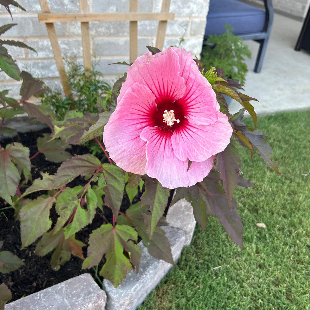 Where Can Dinner Plate Hibiscus Grow? Zones 5a-9b 🌺 Where Can Dinner Plate Hibiscus Grow? Zones 5a-9b 🌺