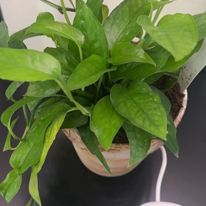 Why Are the Leaves on My Skeleton Key Pothos Turning Yellow?