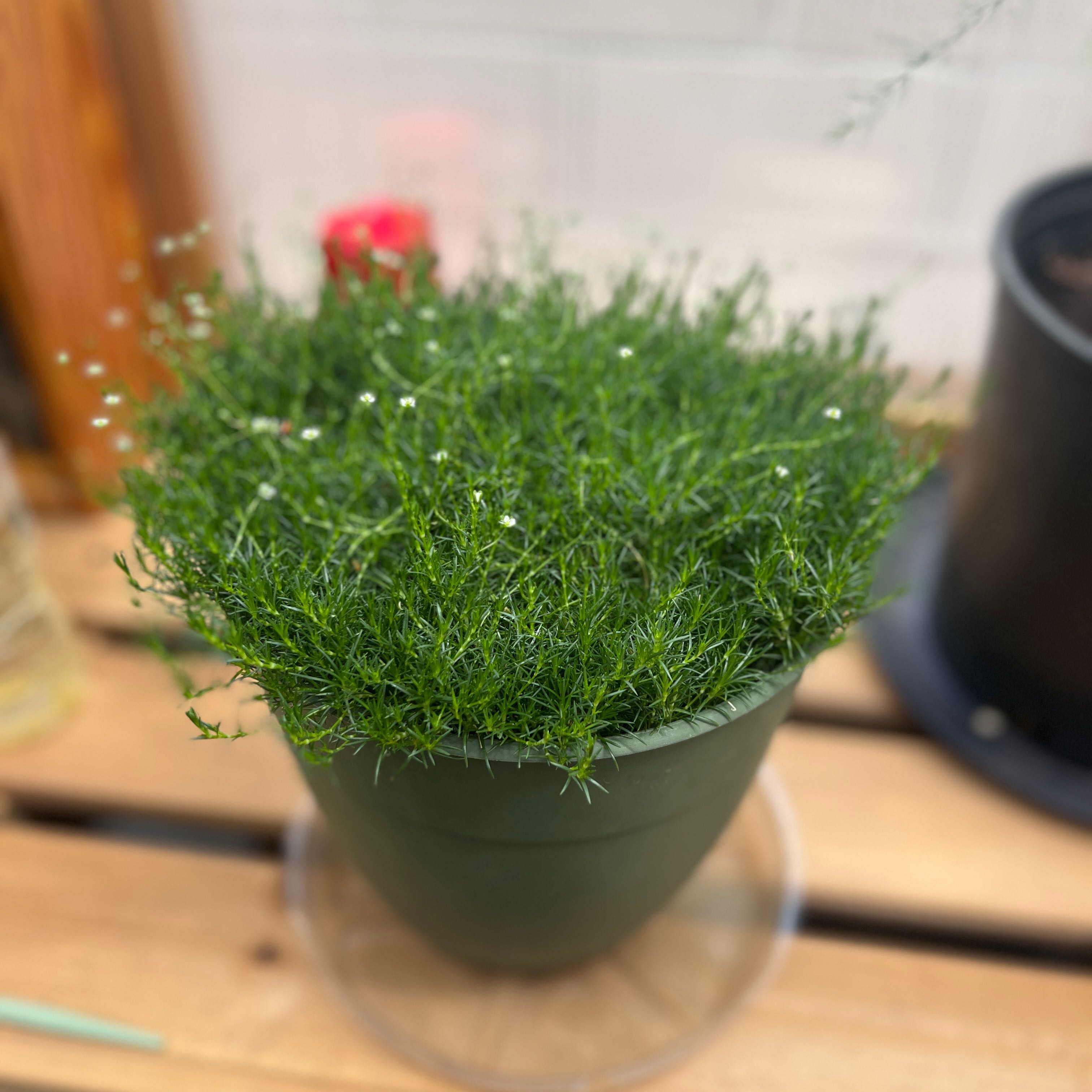 The Complete Irish Moss Plant Care Guide: Water, Light & Beyond