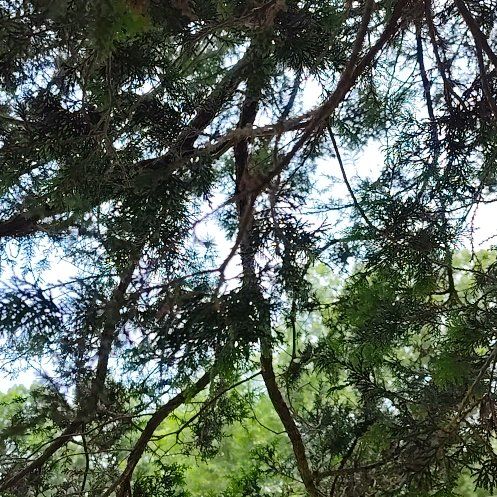 Atlantic White Cedar Care 101: Water, Light & Growing Tips