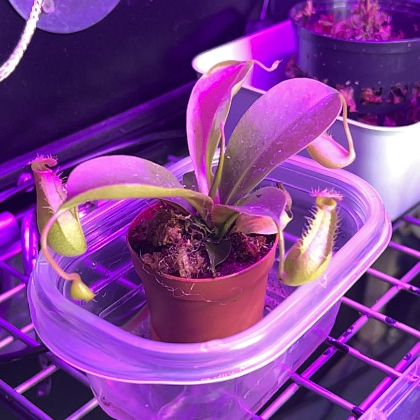 Dax | A plant by @Evo on Greg