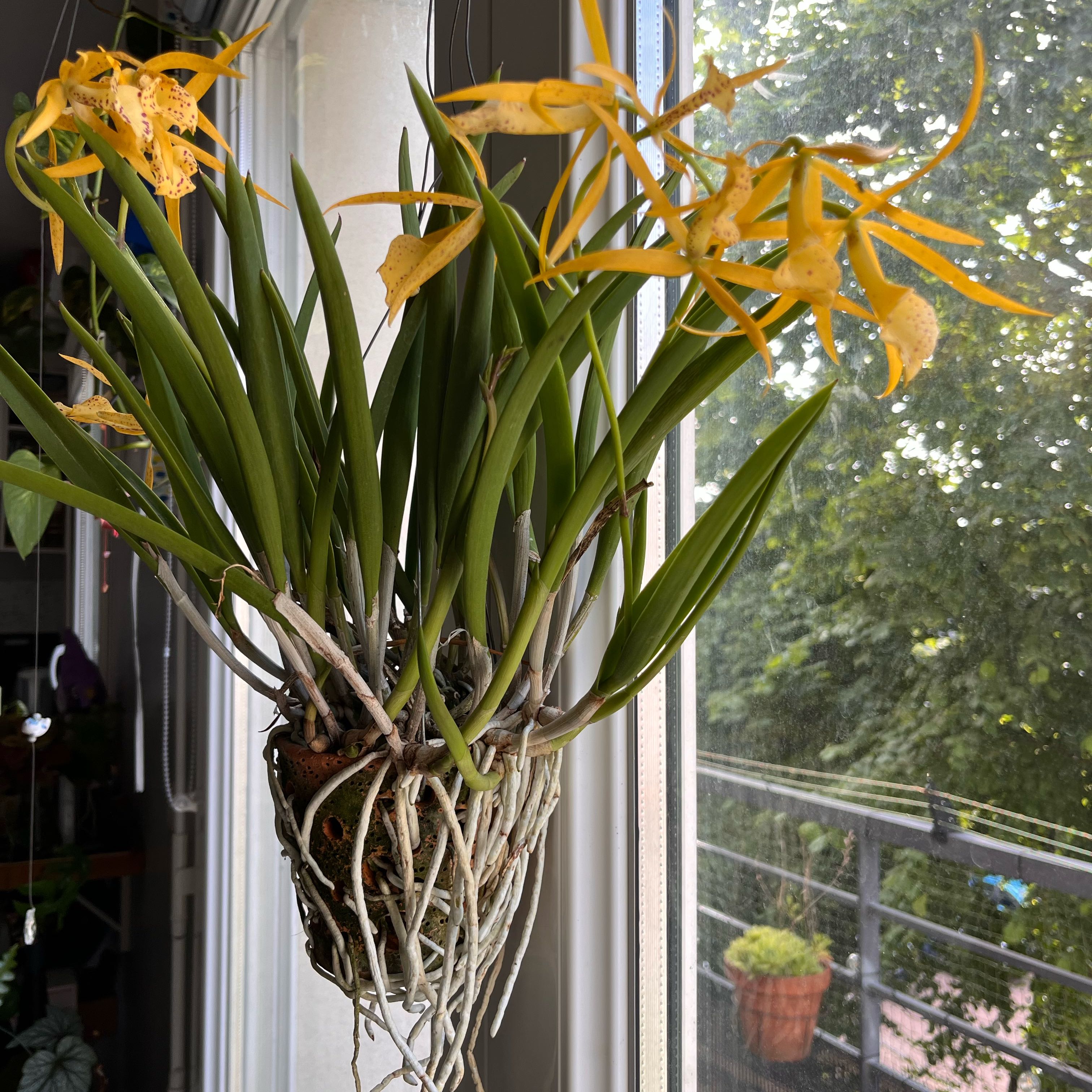 How to Care for Bl. Yellow Bird Orchid: Mastering Water, Sunlight & More