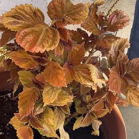 Coleus inferno Plant Care: Water, Light, Nutrients | Greg App 🌱