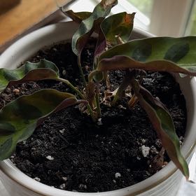 Zeus | A plant by @AgileSilkvine on Greg