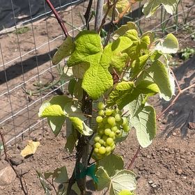 The Complete Mars Seedless Grape Vine Plant Care Guide: Water, Light ...