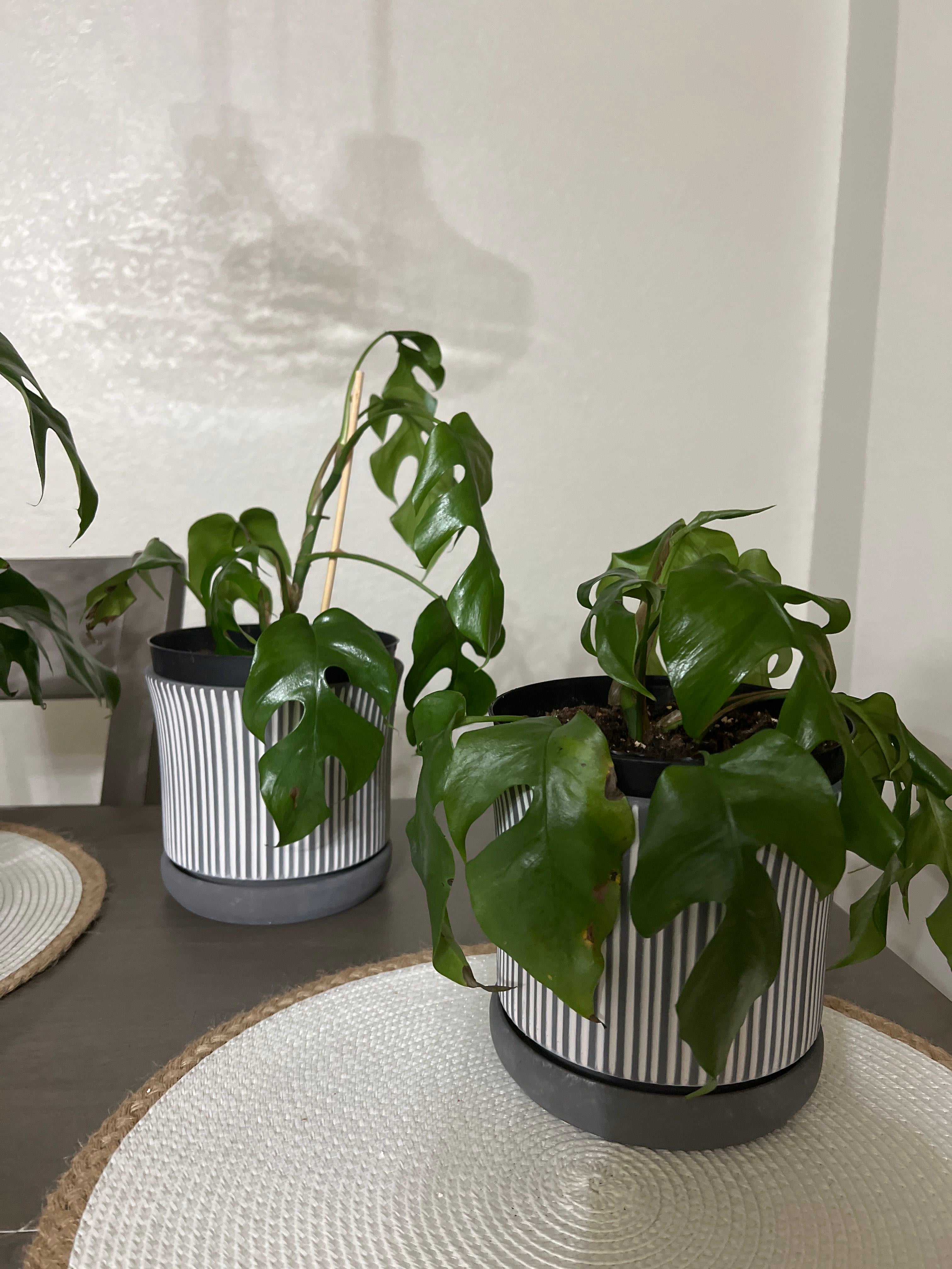 Mini Monstera Plant Care: Water, Light, Nutrients | Greg App 🌱