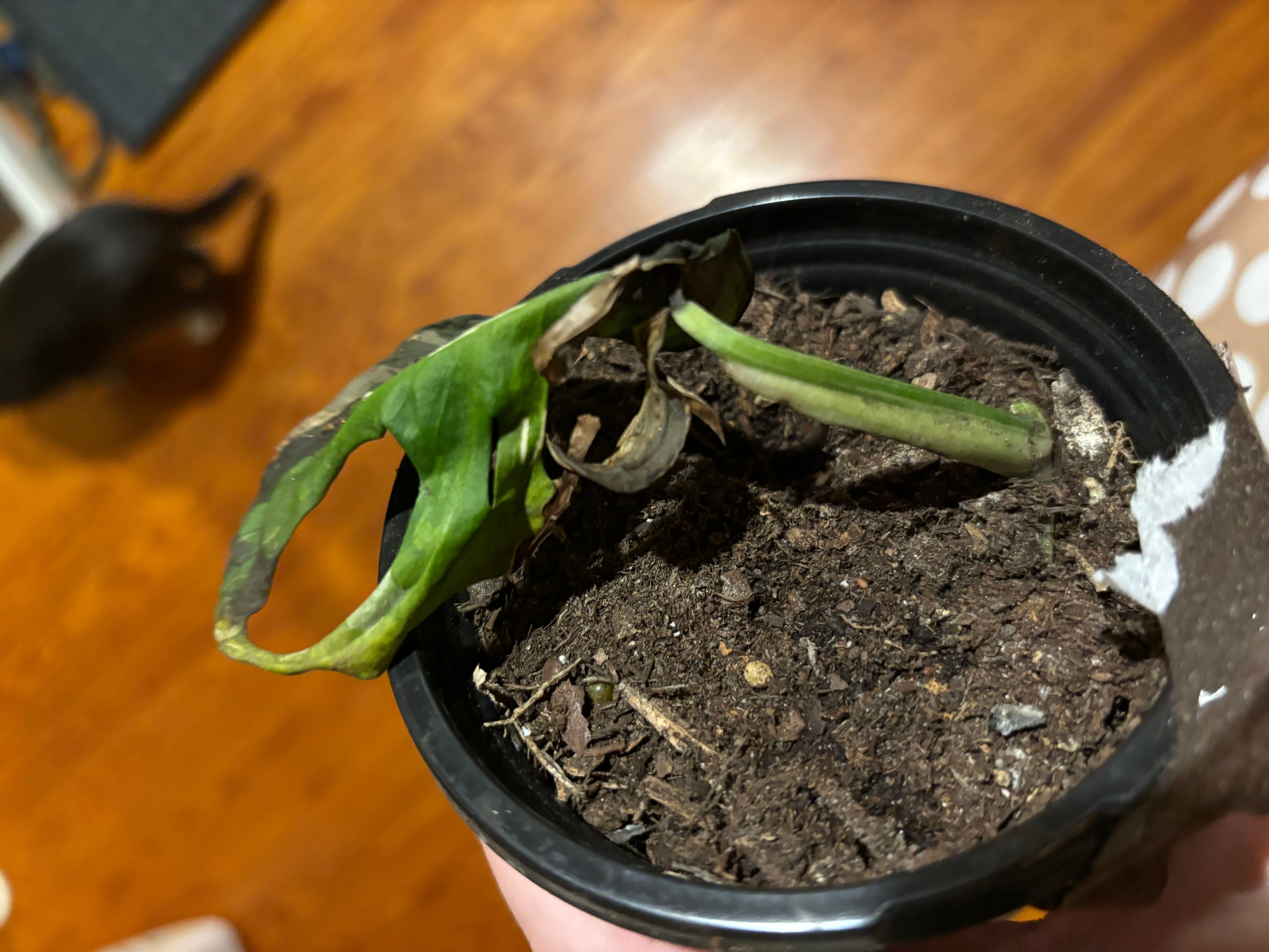 Green Galaxy Monstera: How Much Water & Light Does it Need to Thrive?