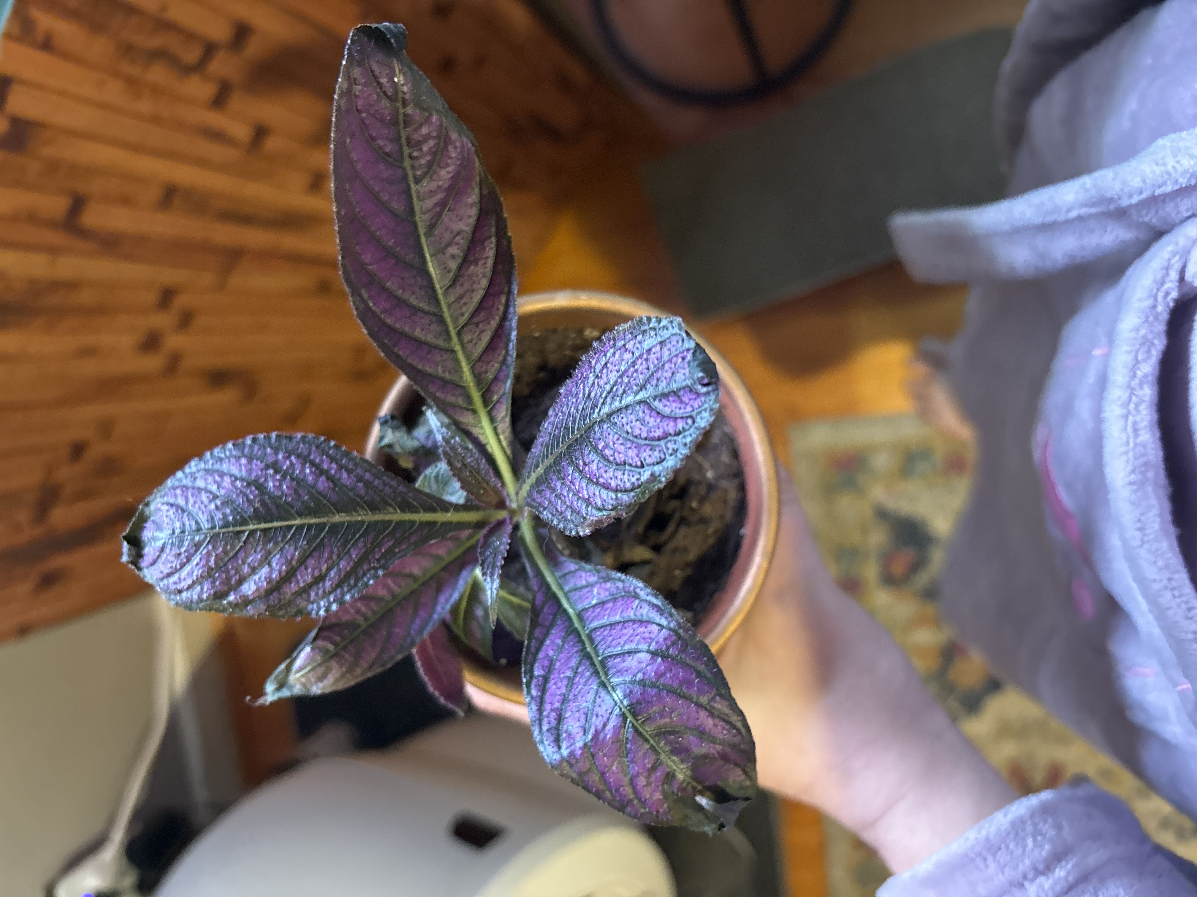 How Do I Propagate My Persian Shield?