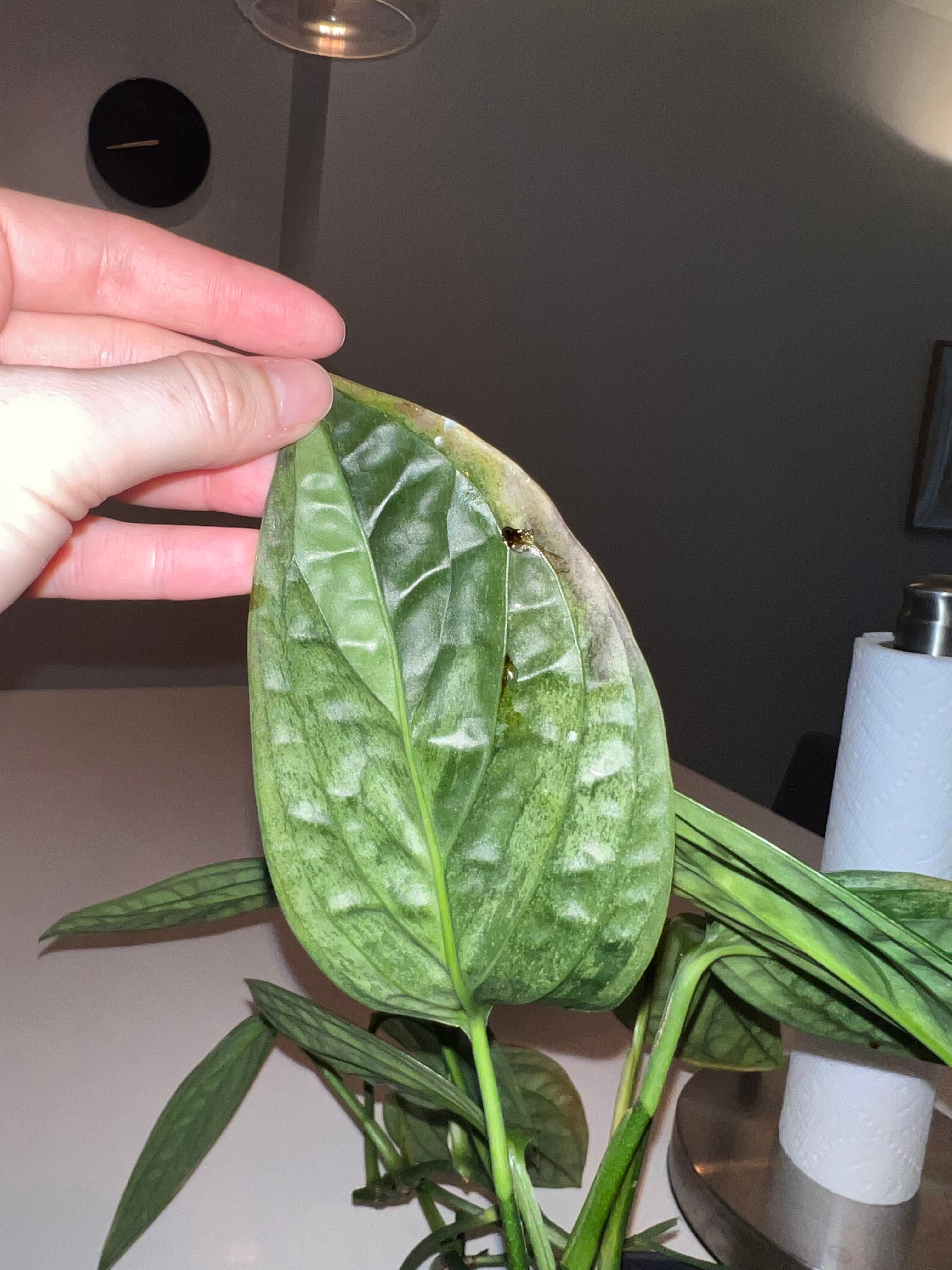 Keep Your Green Galaxy Monstera Alive: Light, Water & Care Instructions