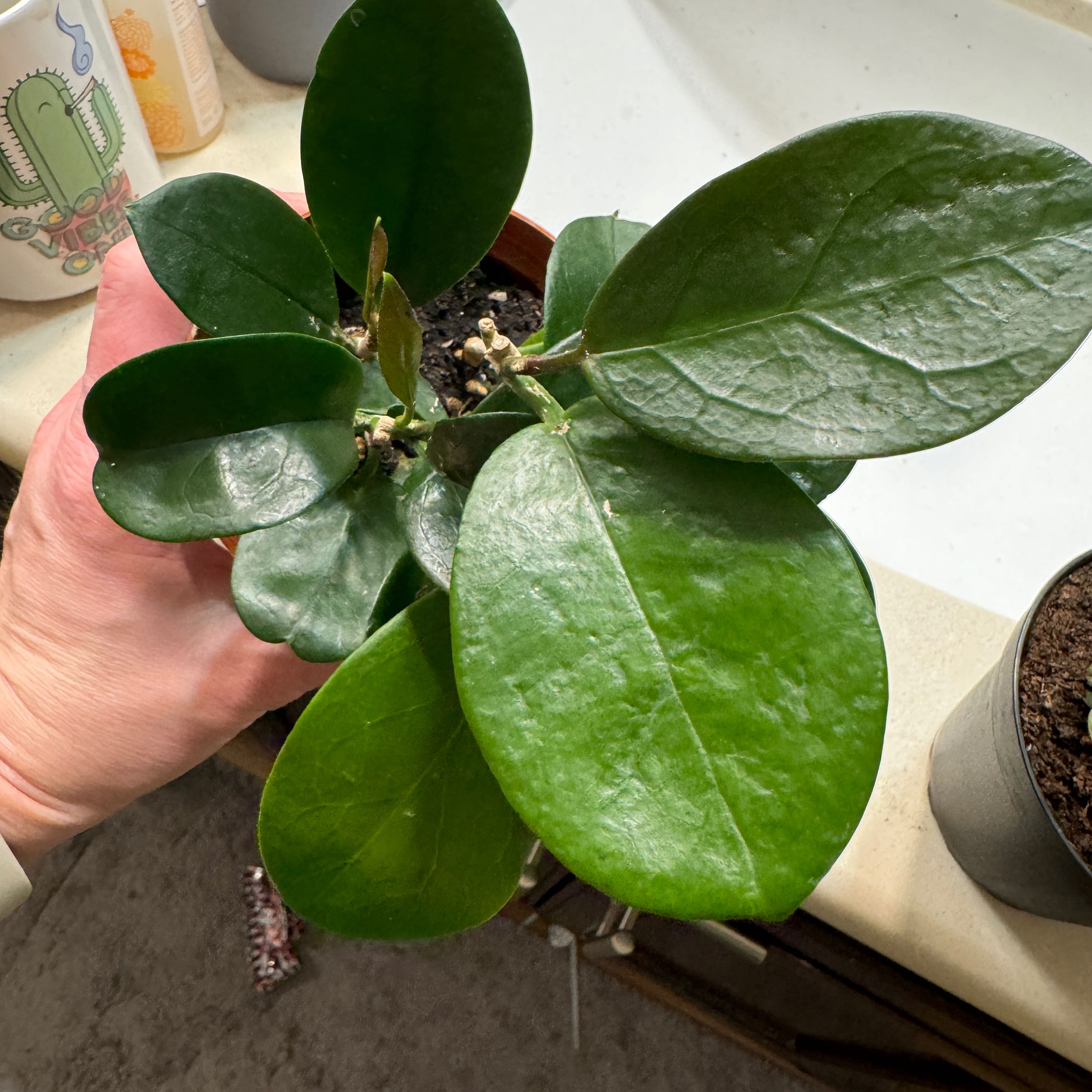 💧 How Much Humidity Does My Hoya australis 'Bordvare' Need?
