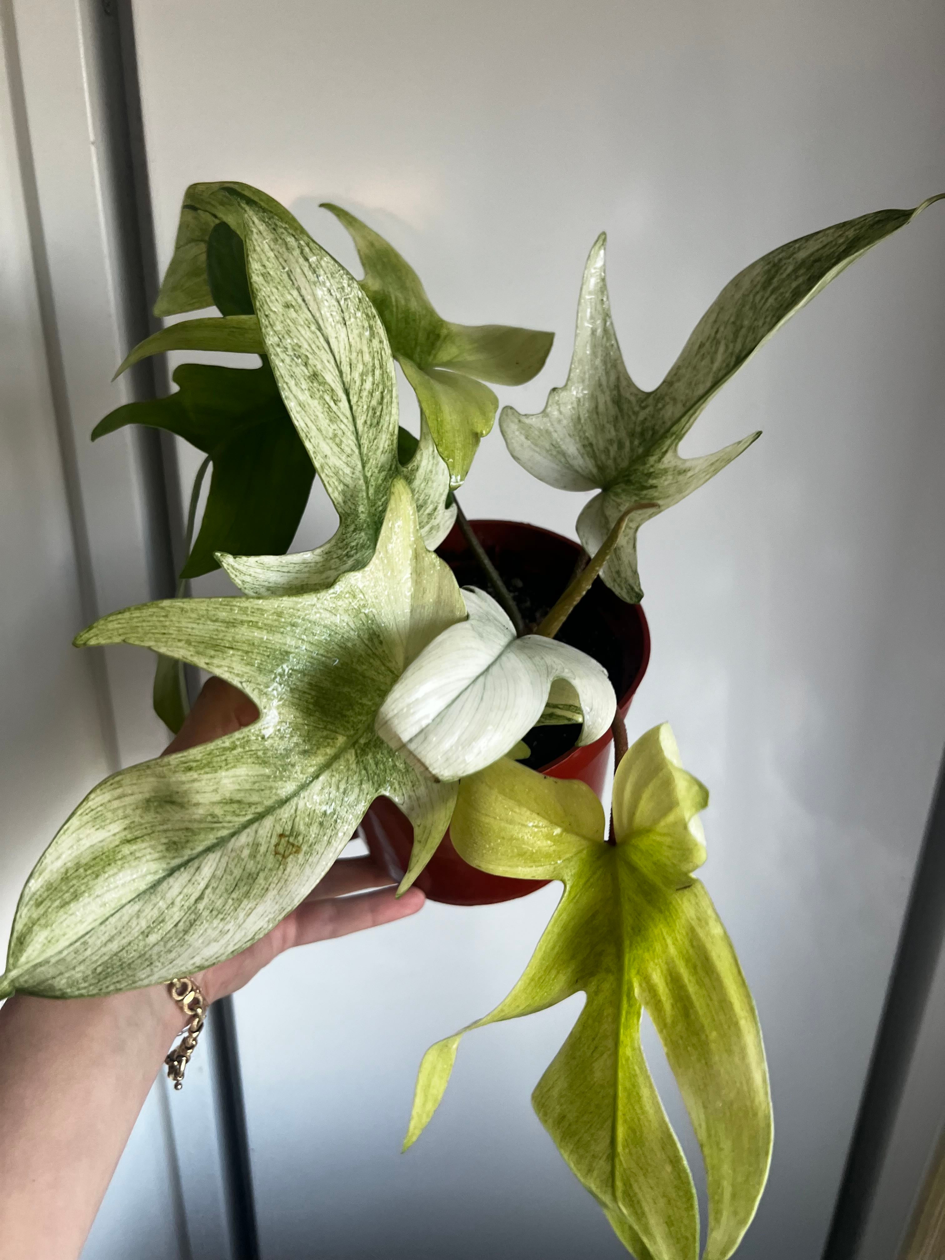 Propagating Philodendron 'Florida Ghost': The Ultimate Guide