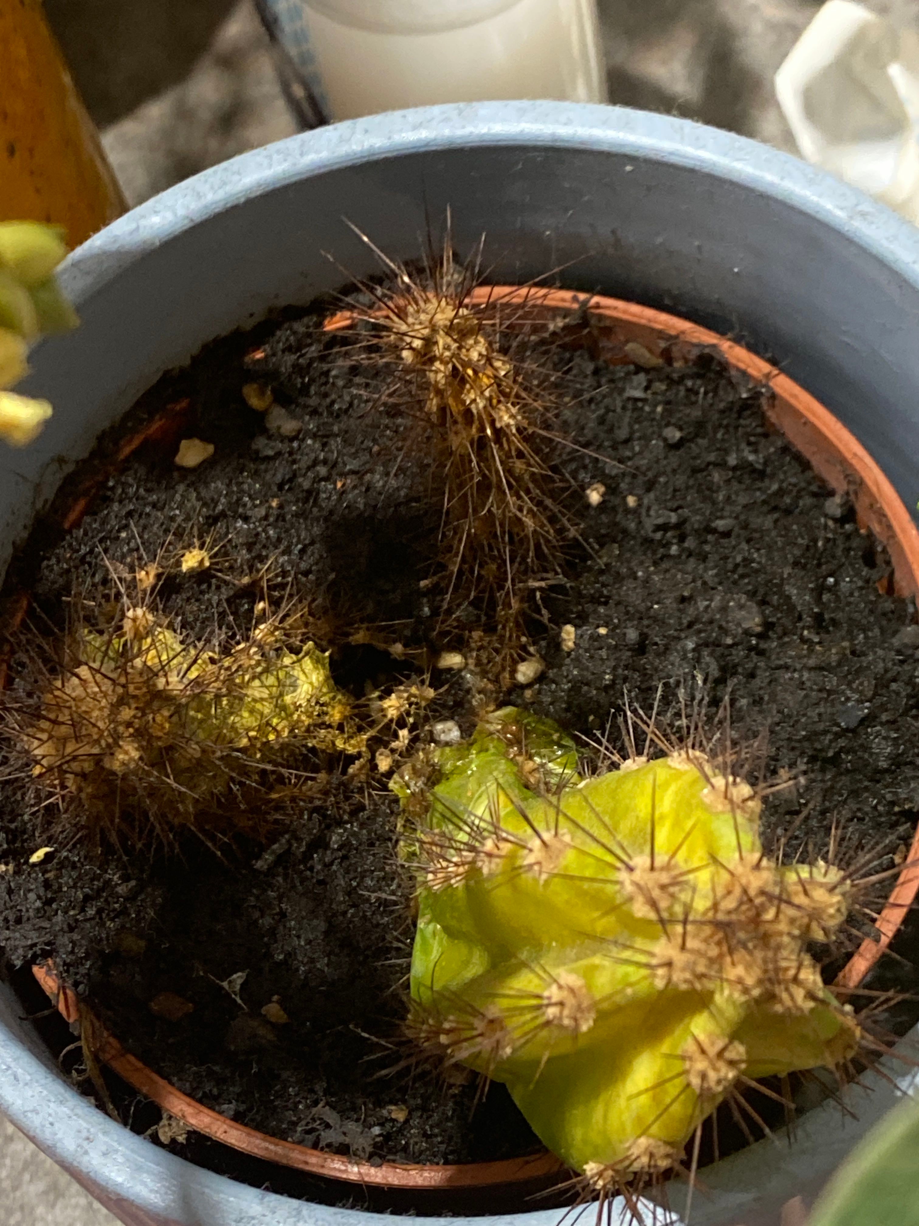 How to Care for Golden Torch: Mastering Water, Sunlight & More