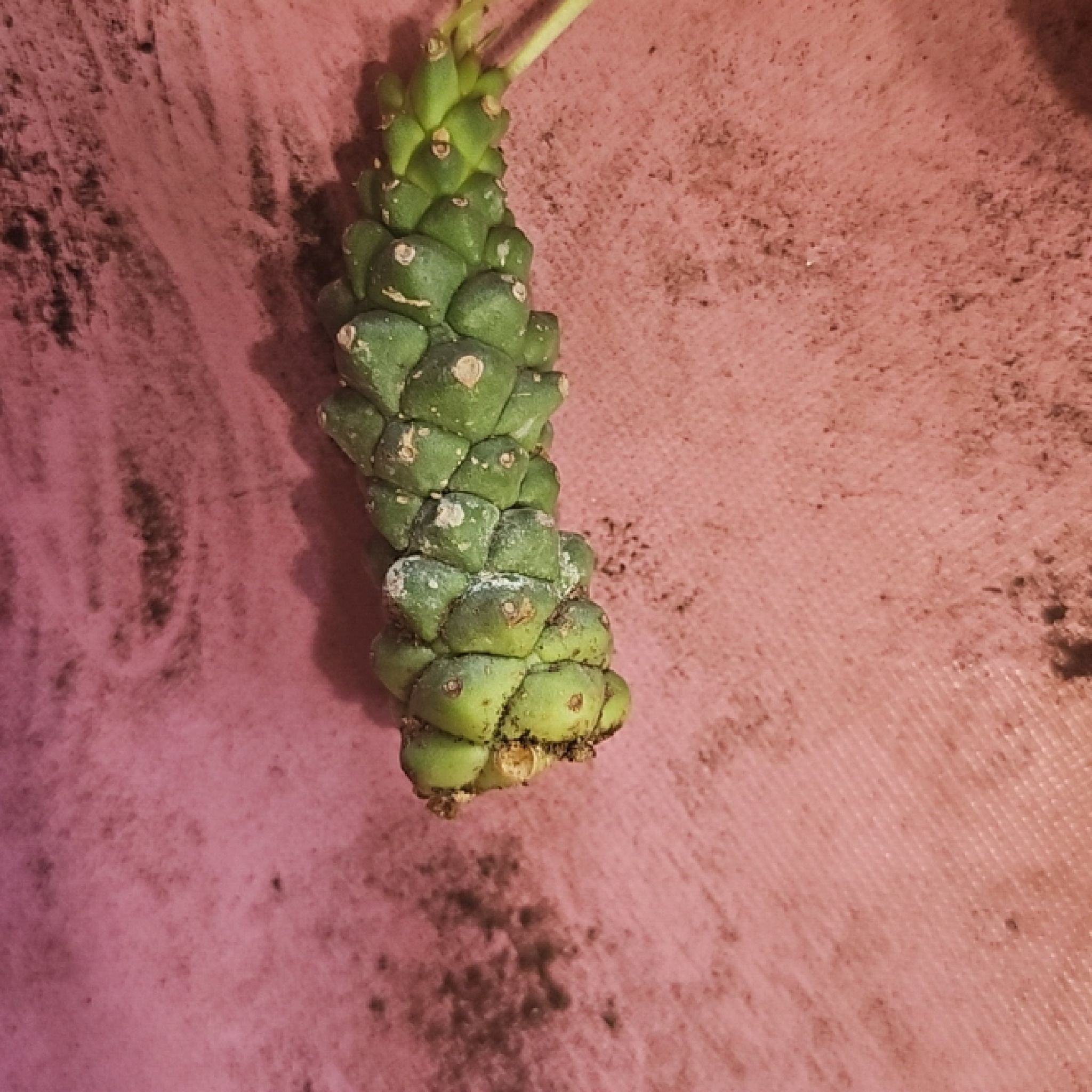 🐍 How Can You Tell If A Medusa's Head Is Dying?