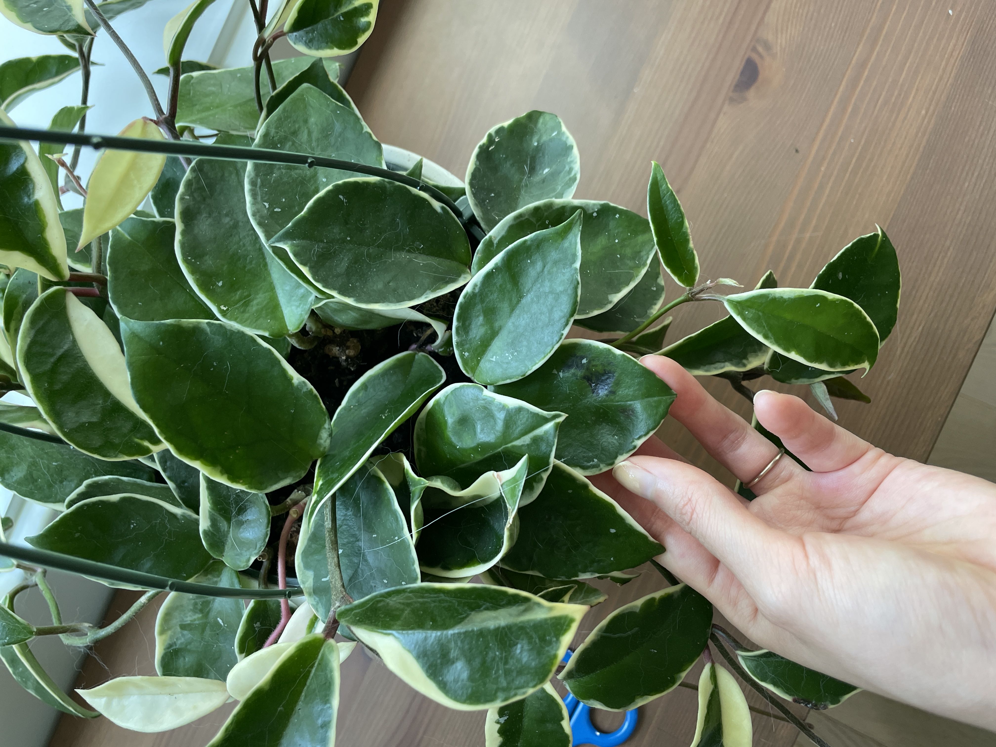Hoya 'Chouke' Care 101: Water, Light & Growing Tips