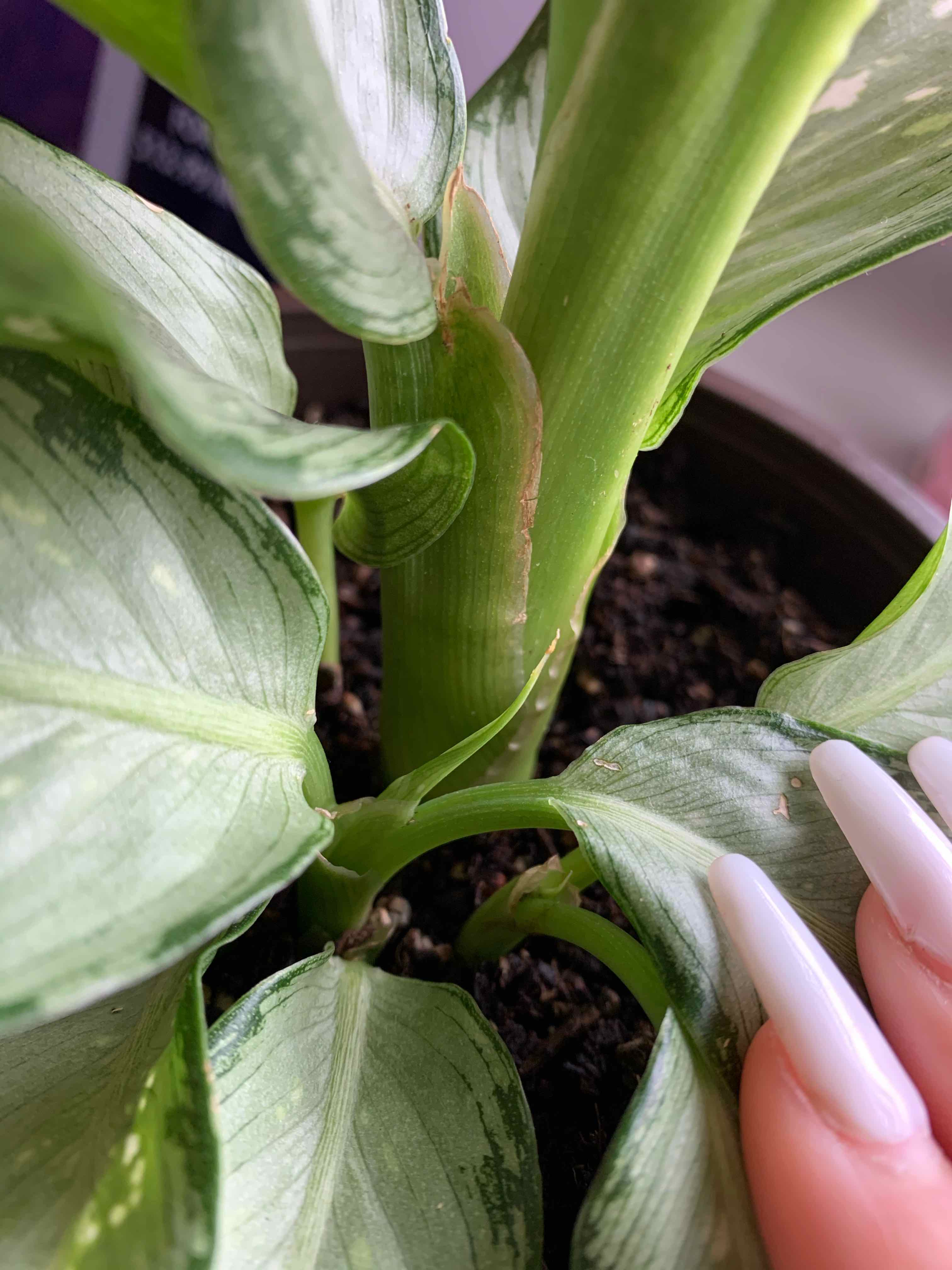 Why Are My Dieffenbachia maculata 'Tiki' Leaves Droopy?