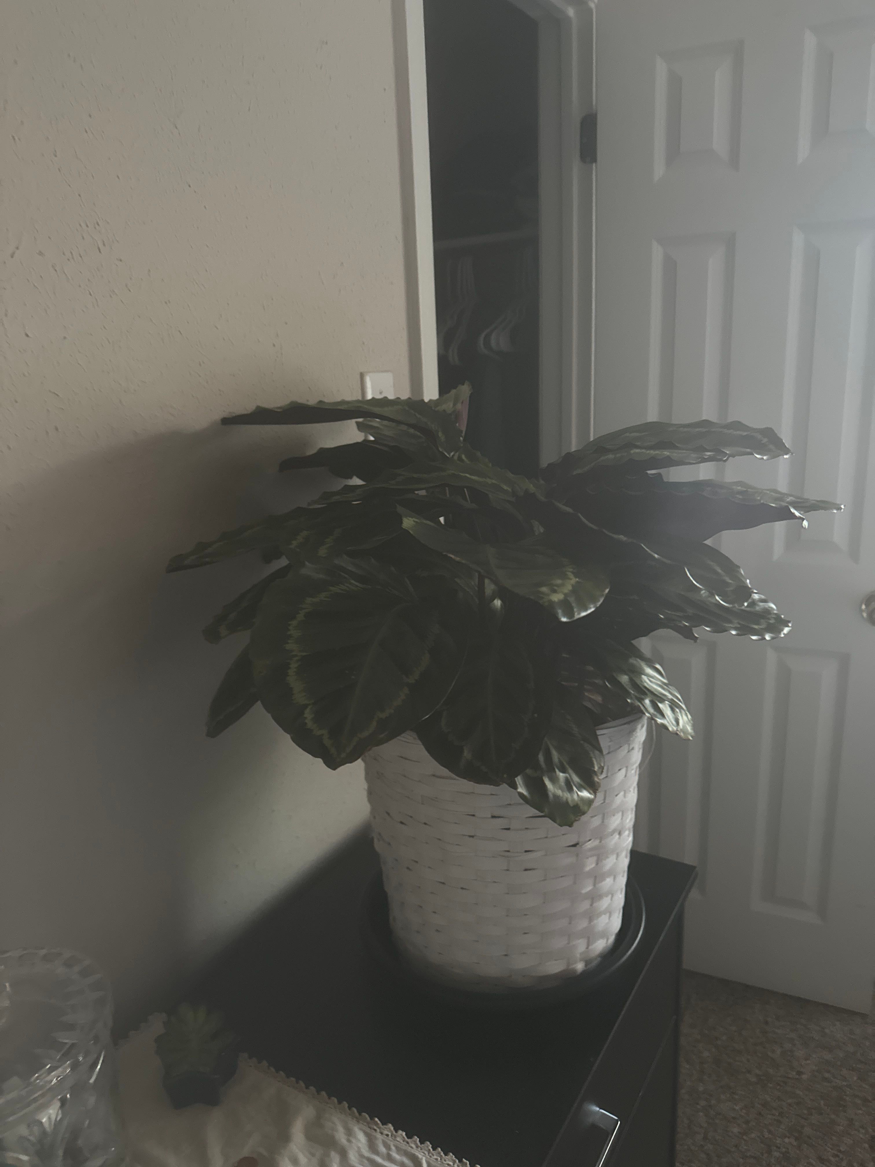 How to Care for Cecilia Plant: Mastering Water, Sunlight & More