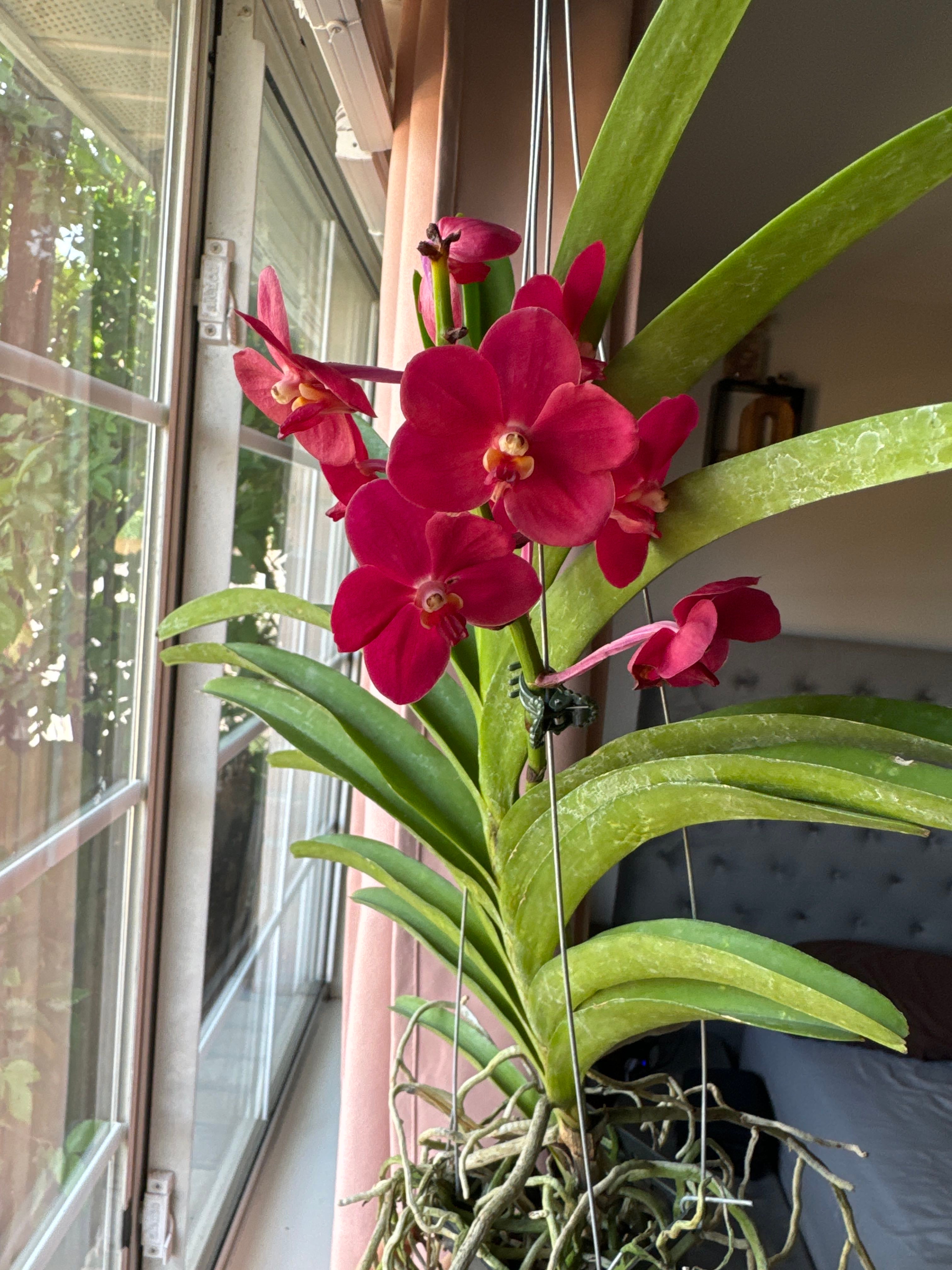 All About Vanda 'Bonanza': Essential Facts 🌸