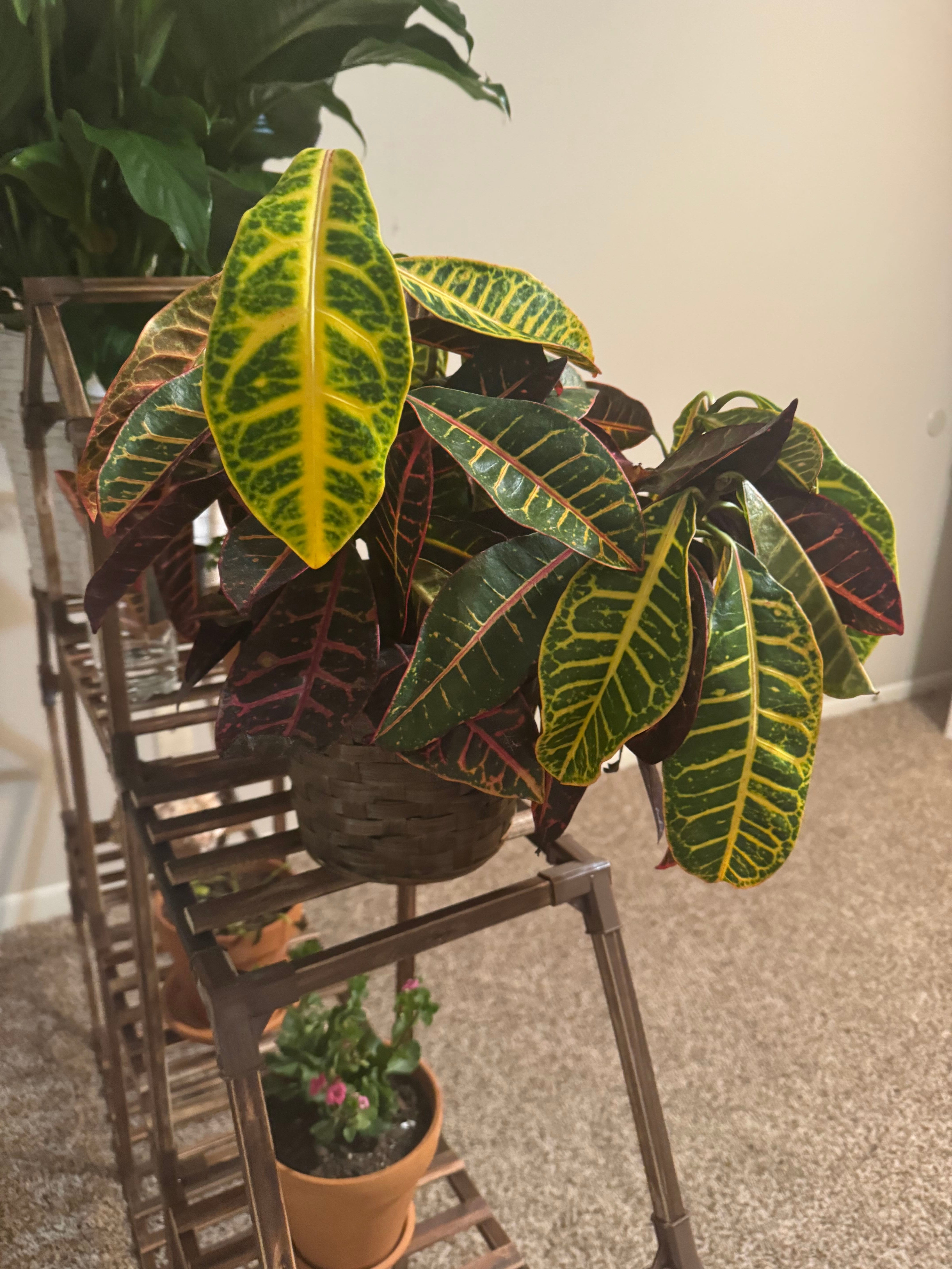 Gold Dust Croton: How Much Water & Light Does it Need to Thrive?