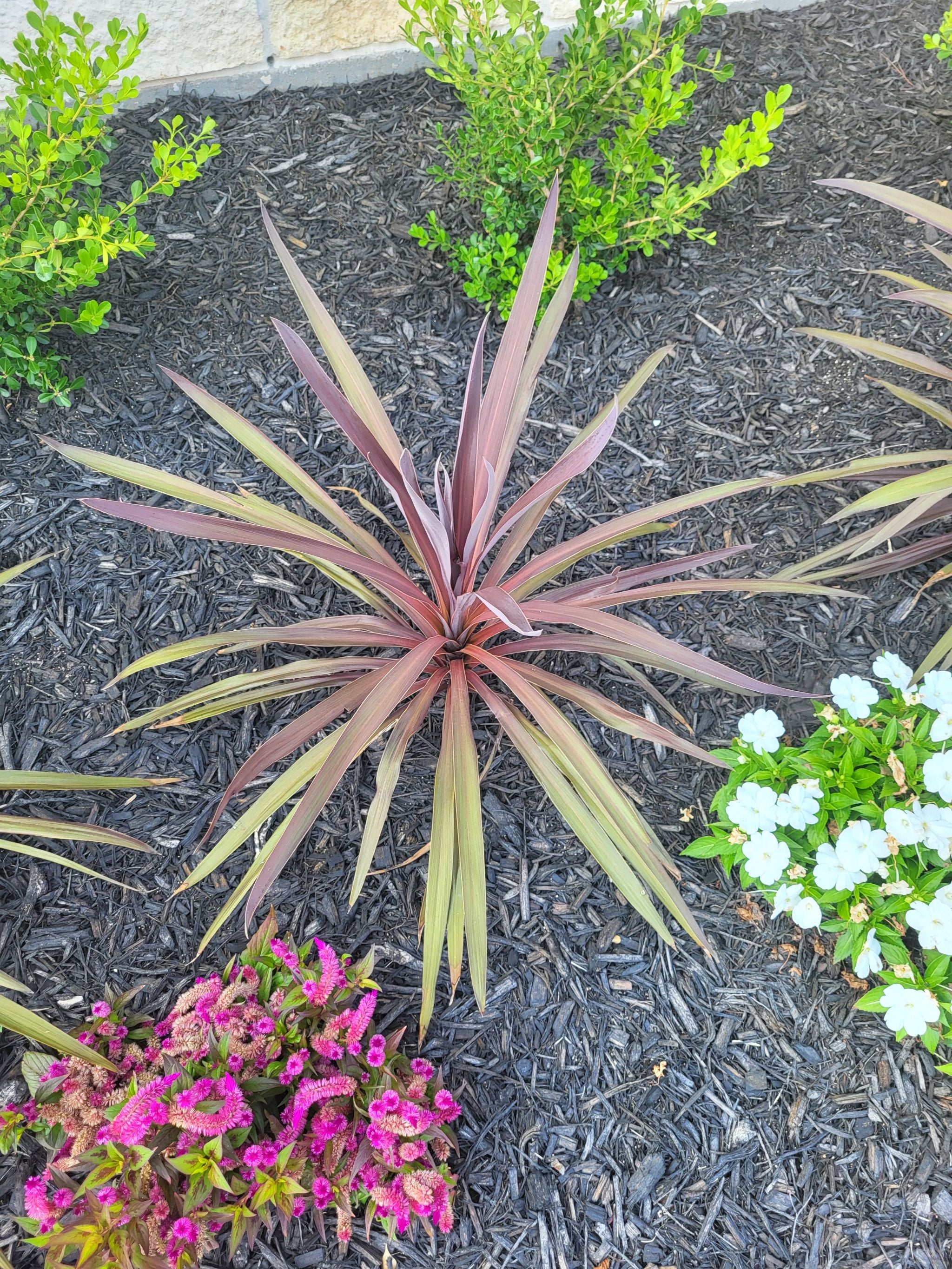 🌳 Cabbage Tree Hardiness Zones Ultimate Guide: 8a-11b