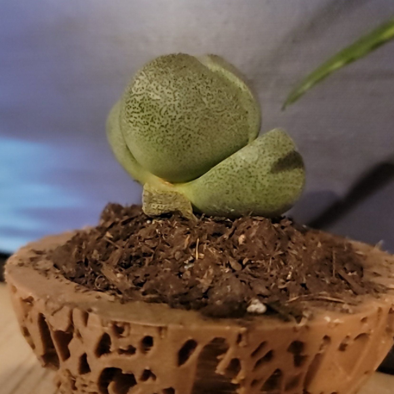 The Complete Split Rock Plant Care Guide: Water, Light & Beyond