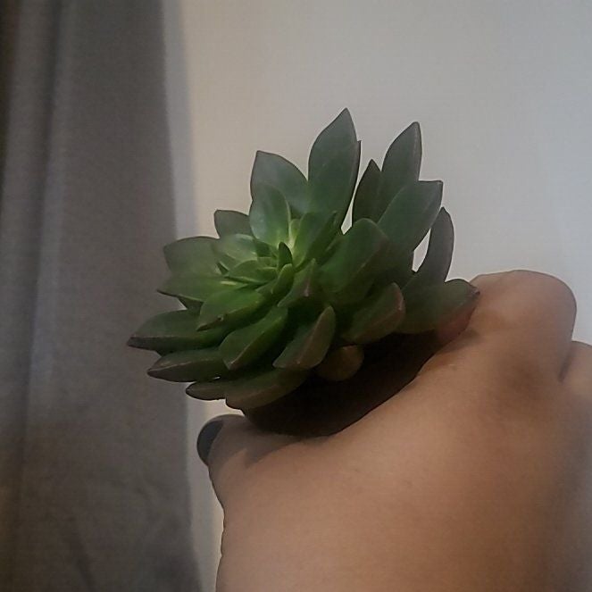 Tacisedum 'Solar Flare' Plant Care: Water, Light, Nutrients | Greg App 🌱