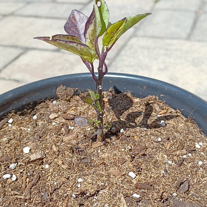 How to Care for Ornamental Pepper Onyx Red: Mastering Water, Sunlight ...