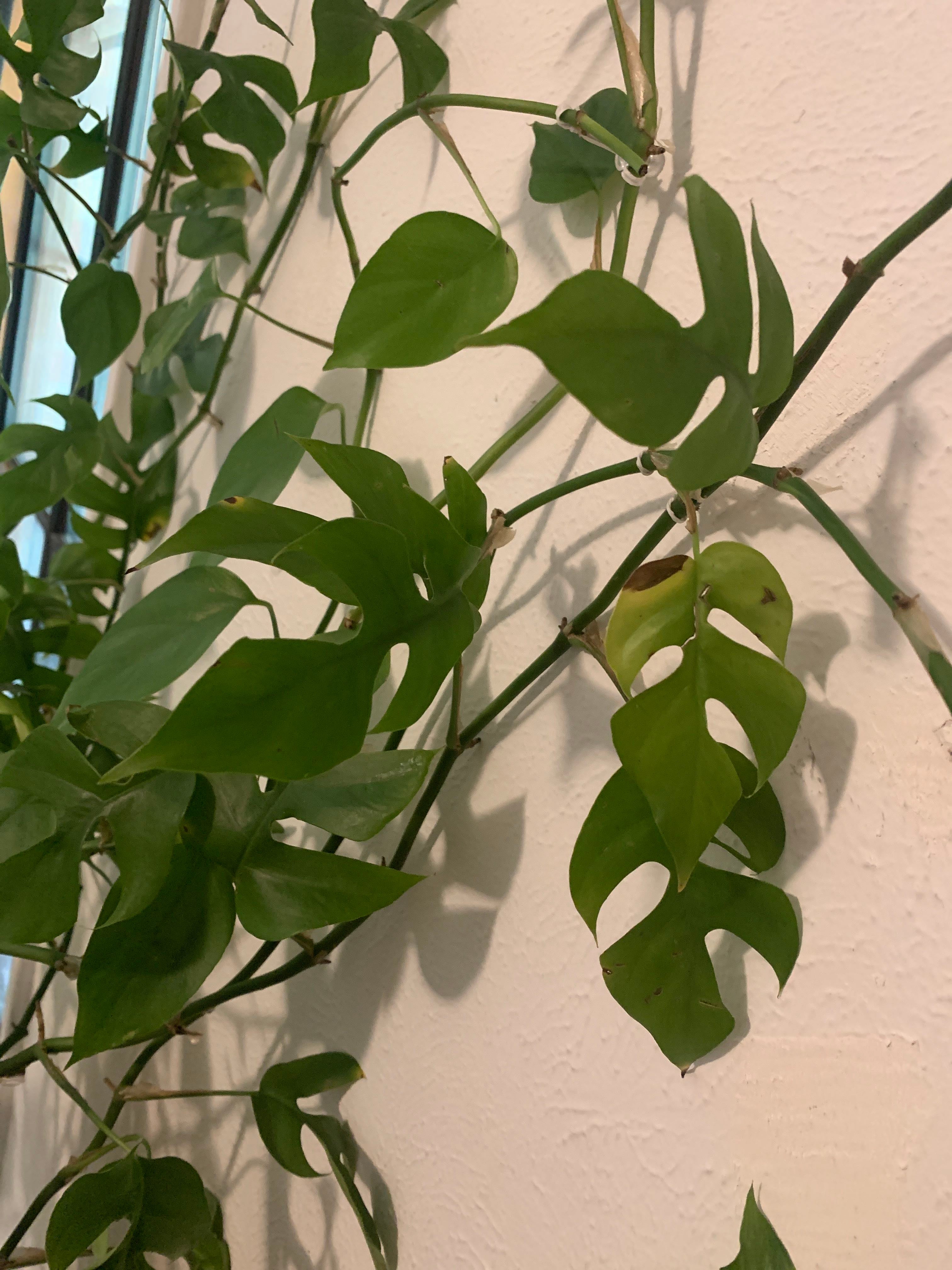 Mini Monstera Plant Care: Water, Light, Nutrients | Greg App 🌱