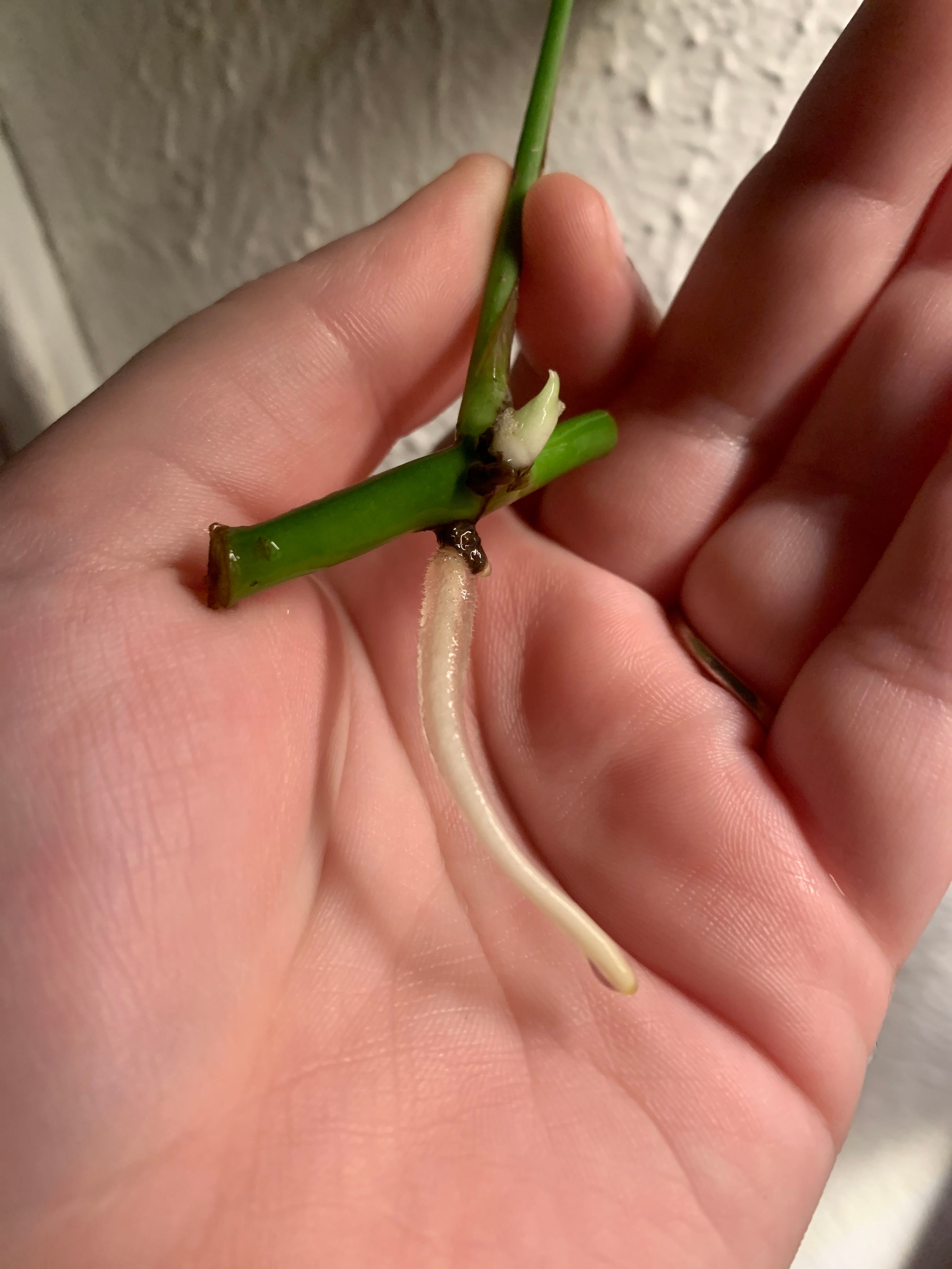 Mini Monstera Plant Care: Water, Light, Nutrients | Greg App 🌱