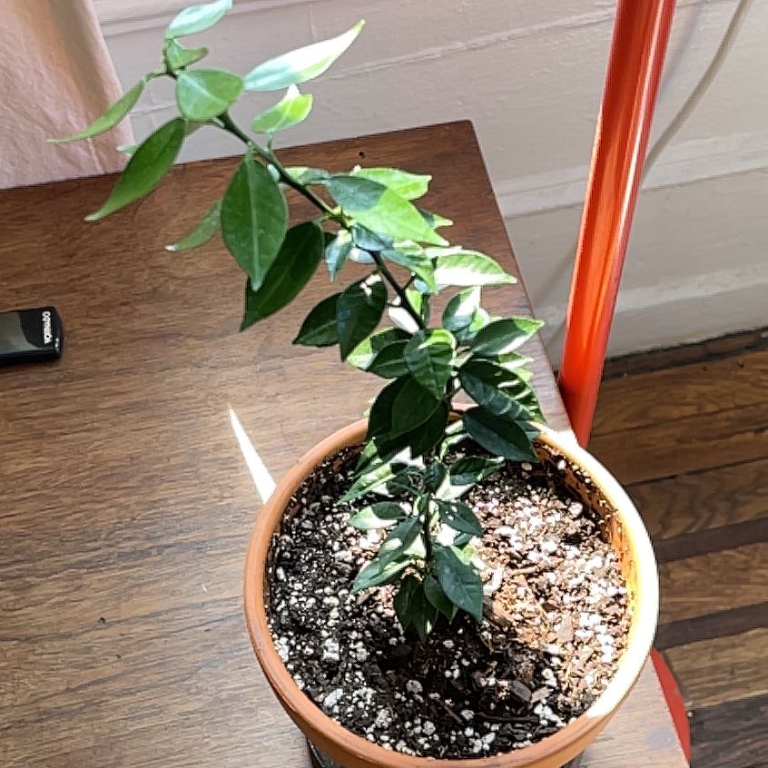 Myrtle Leaf Orange Plant Care: Water, Light, Nutrients | Greg App 🌱