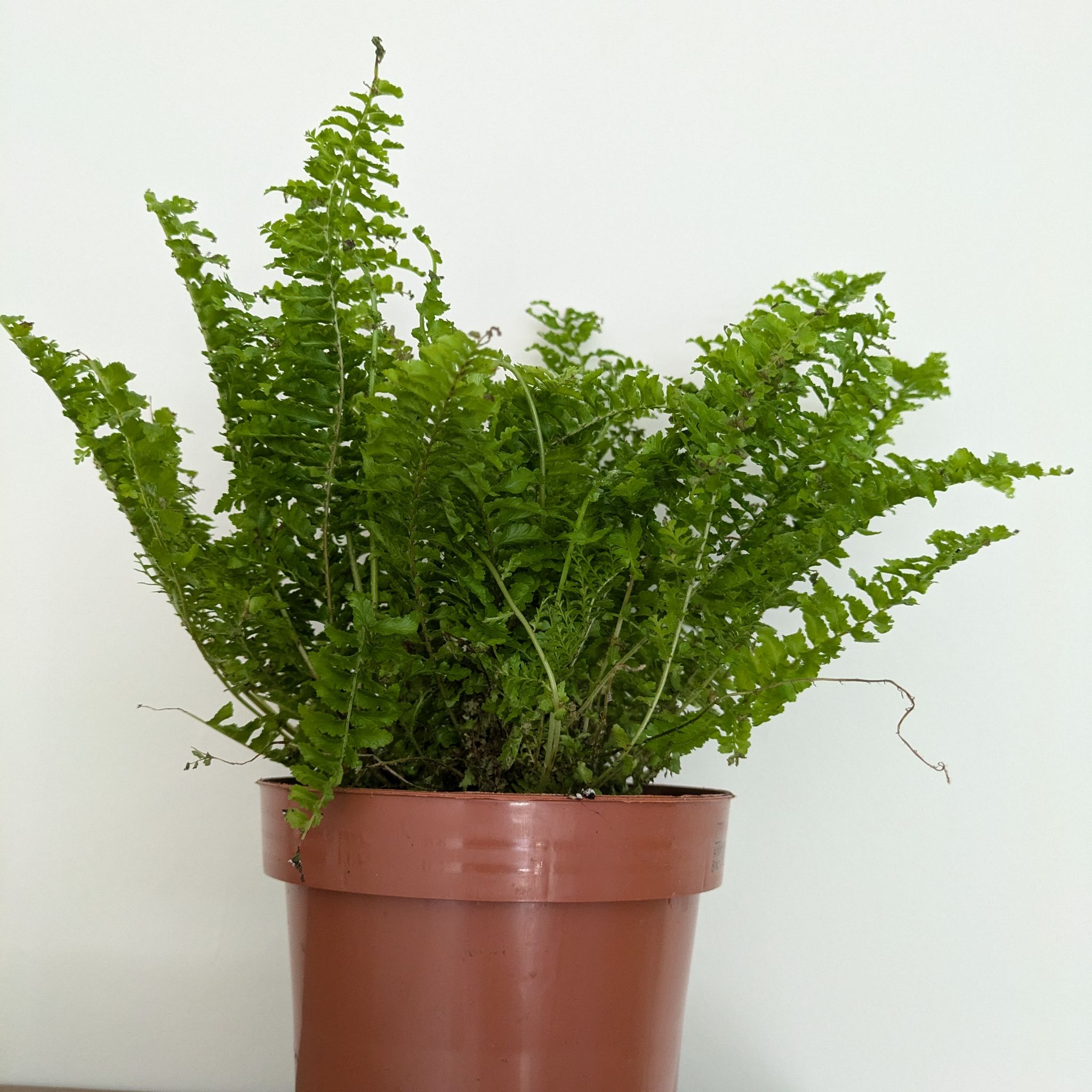 Emina Curly Boston Fern Plant Care: Water, Light, Nutrients | Greg App 🌱