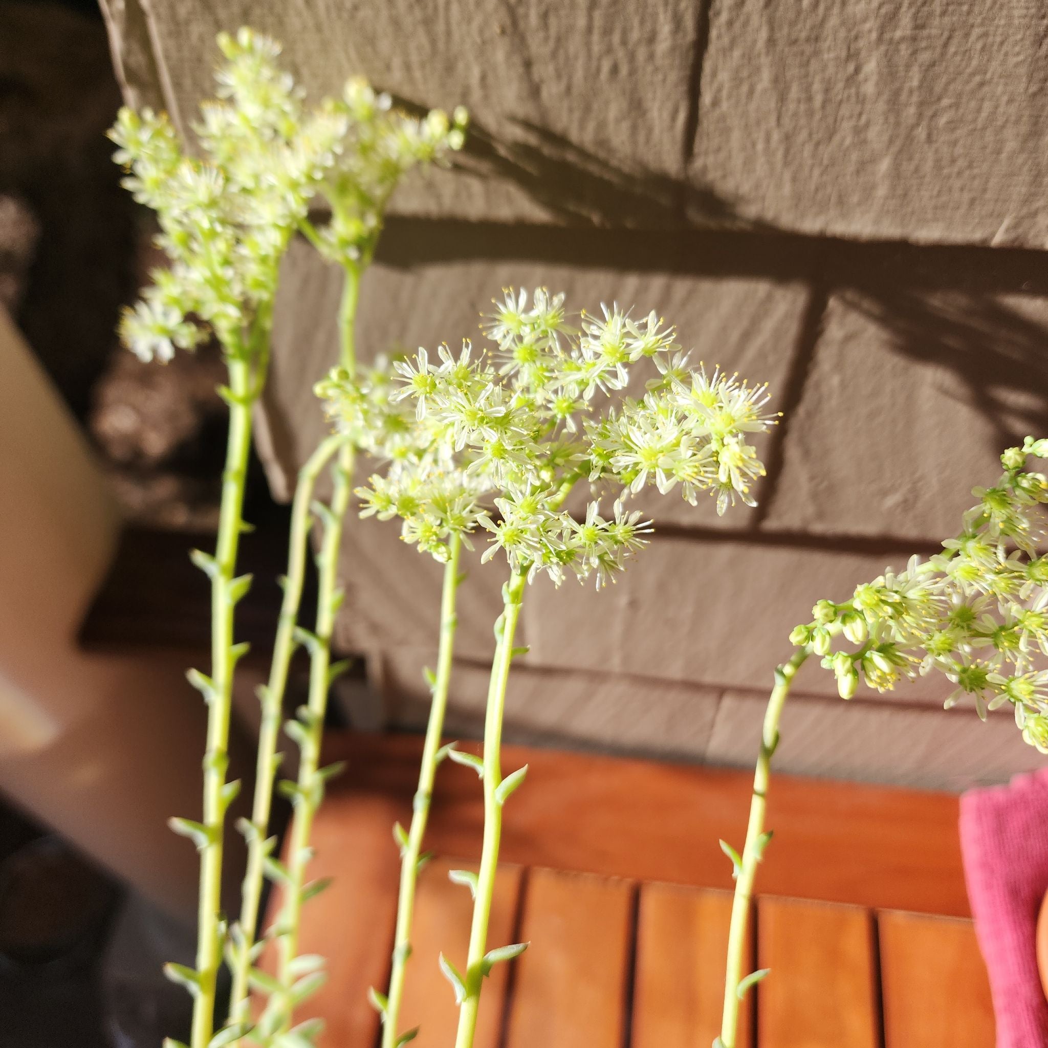 Álvaro de Bazán, Marquis of Santa Cruz | A plant by @Cactuar on Greg