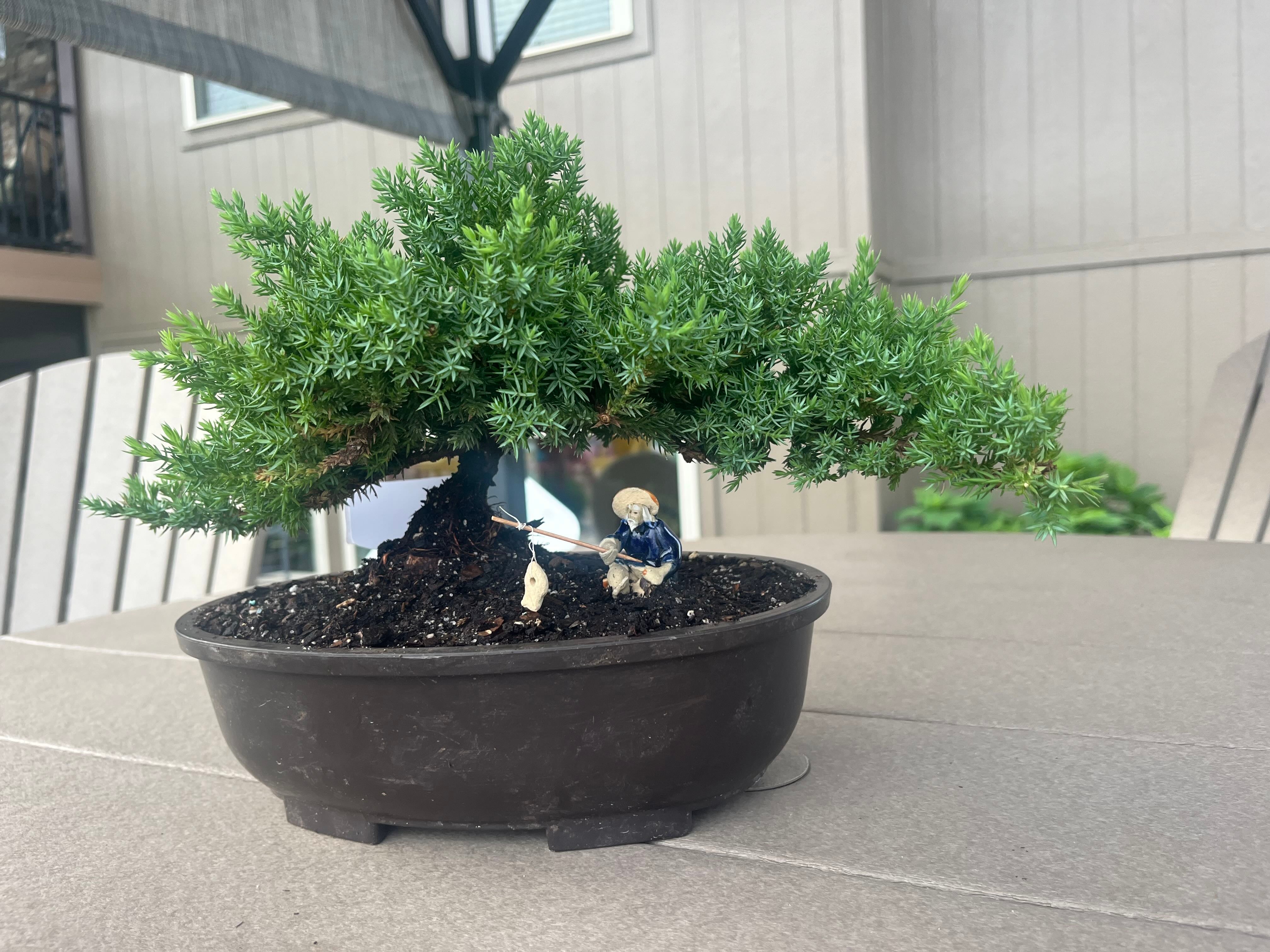 Top 3 Pot Options to Make Your Juniper Bonsai Thrive 🌳