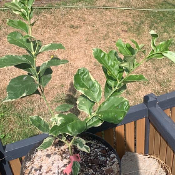 Lemon Tree Care 101: Water, Light & Growing Tips