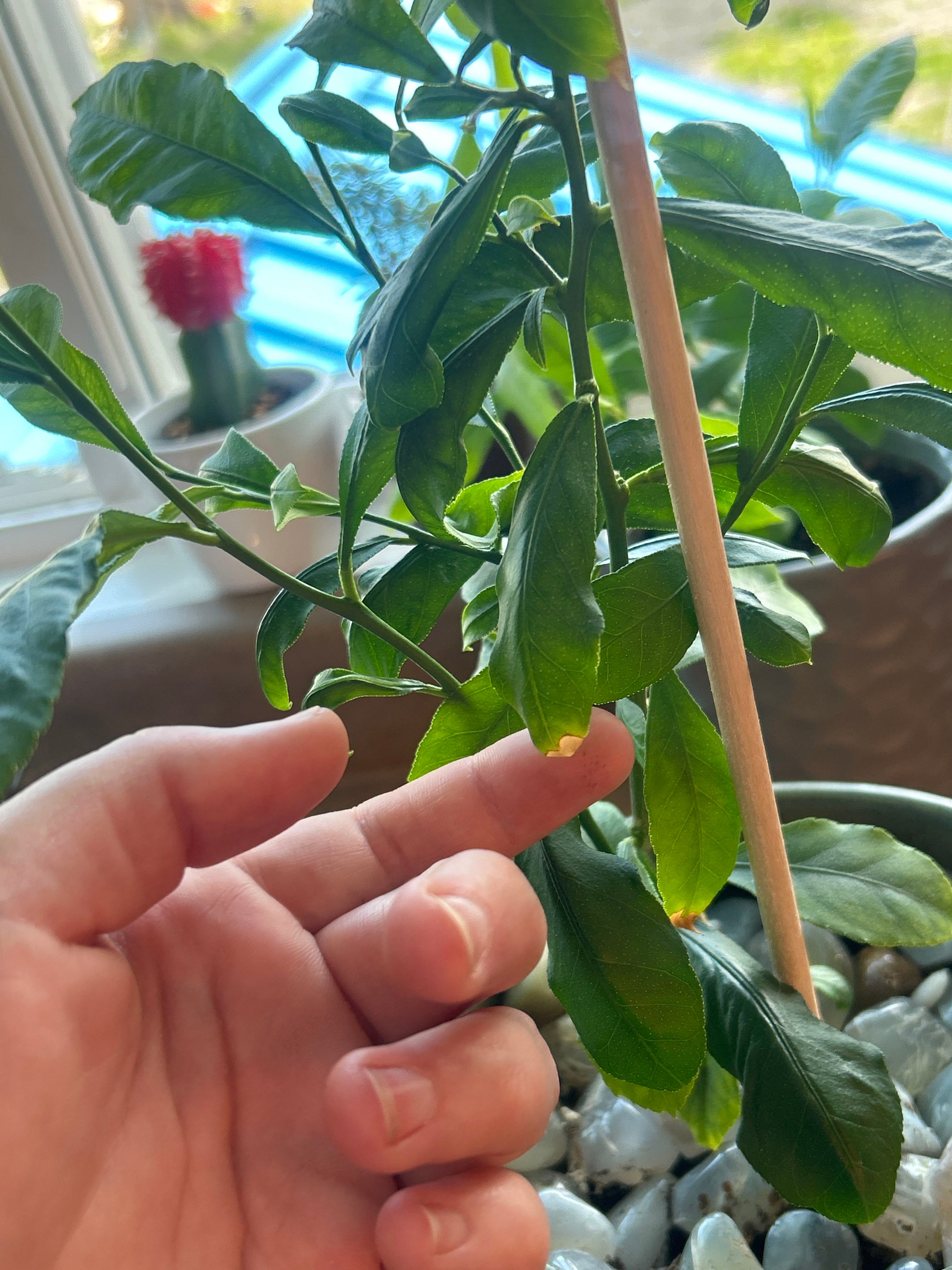 🍋 10 Key Phases of Lemon Development