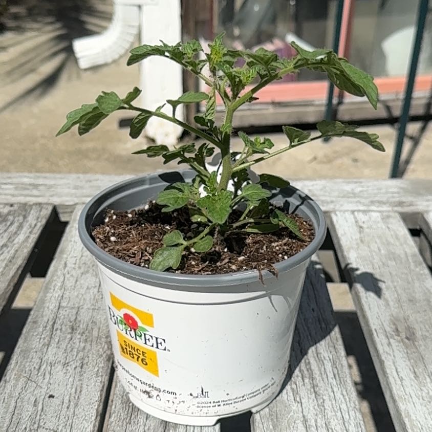 Currant Tomato Care 101: Water, Light & Growing Tips