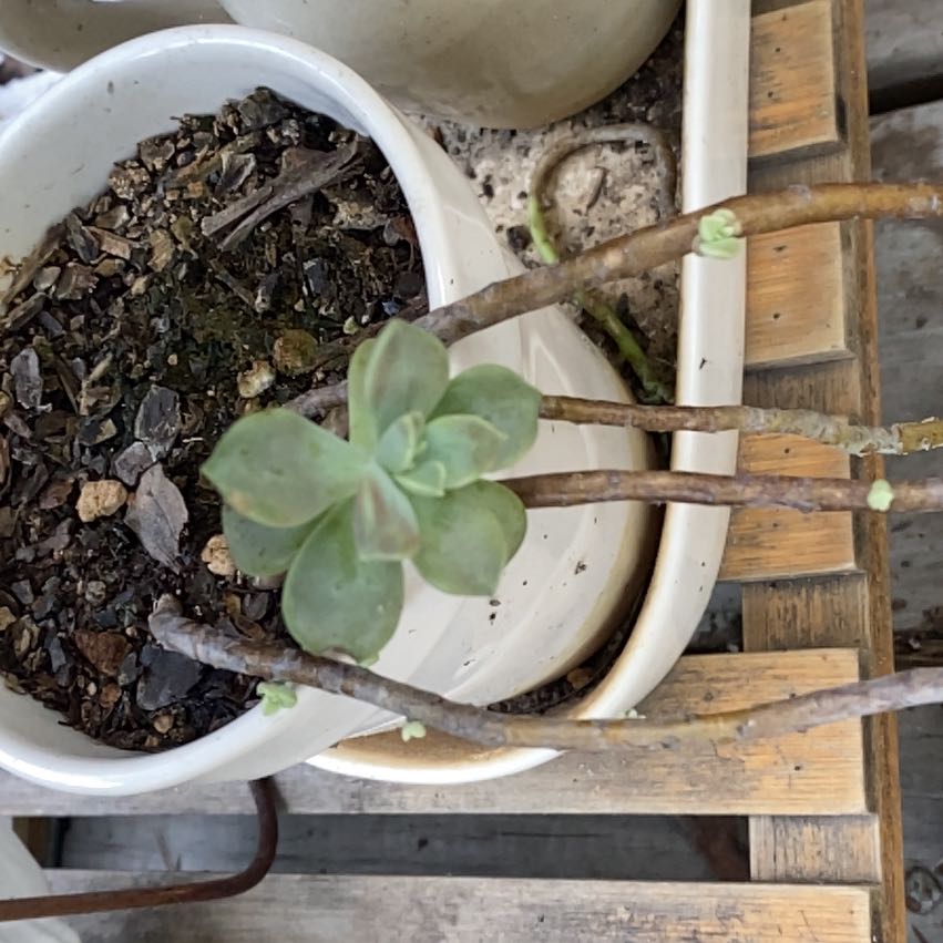 Kardashian | A plant by @ToughSunburst on Greg