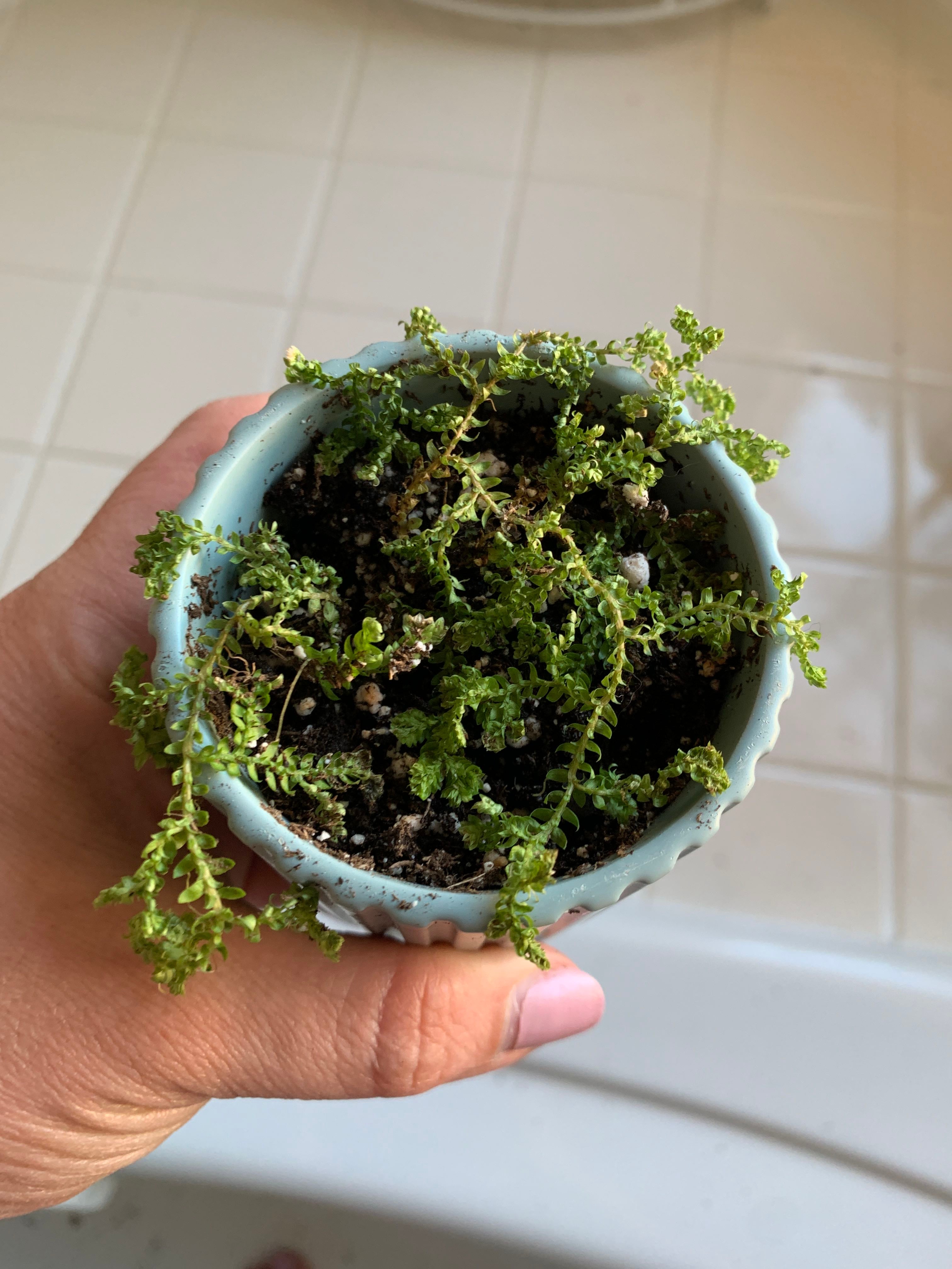 🔍 Common Moss Plant Problems and Solutions