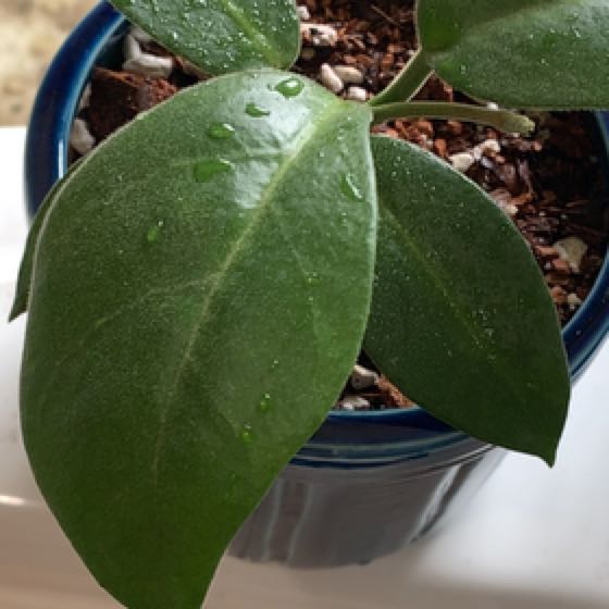 The Complete Hoya Fuzzy Black Plant Care Guide: Water, Light & Beyond