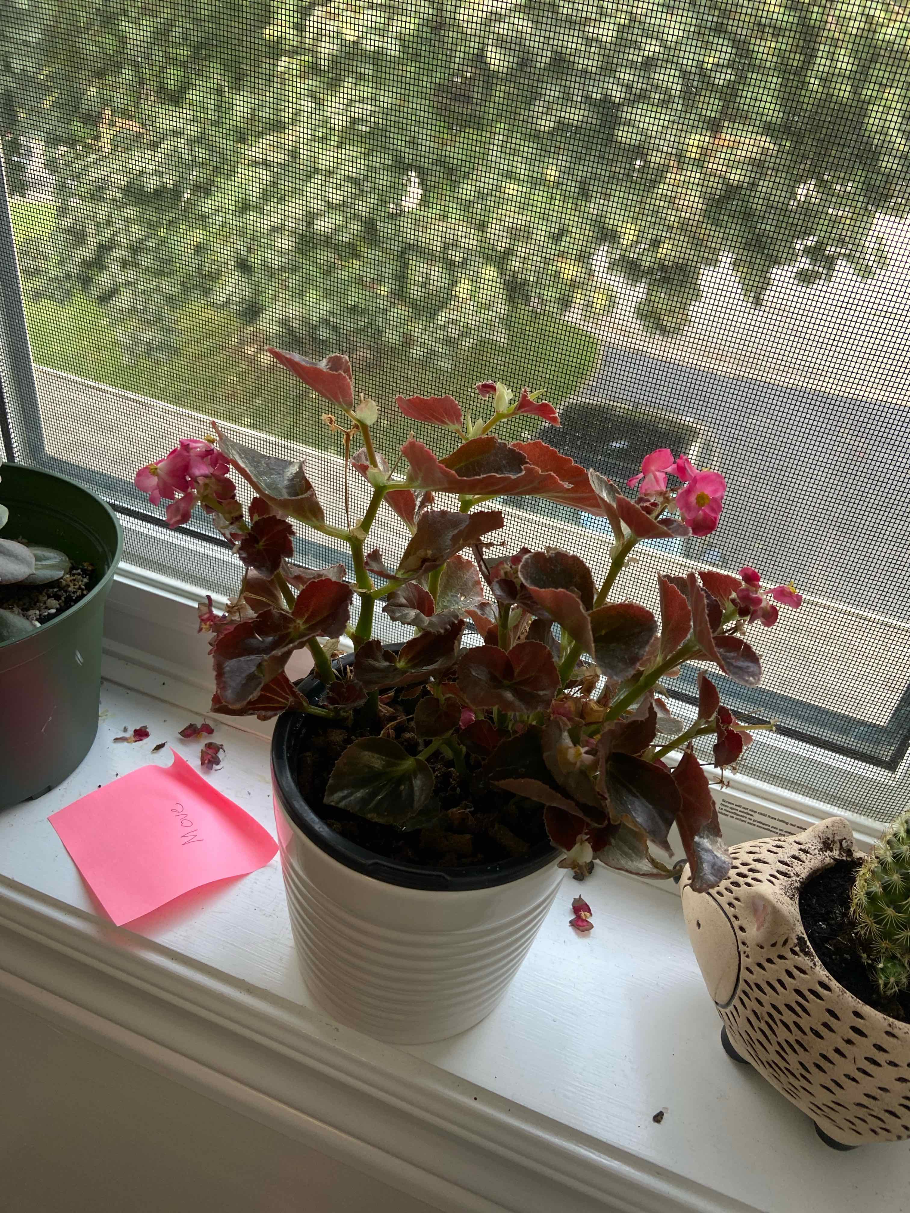 Why Are My Clubed Begonia Leaves Curling?