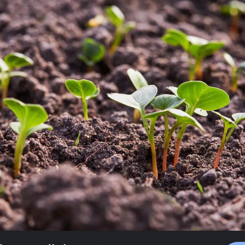 Fertilizing My Radish to Double Its Growth