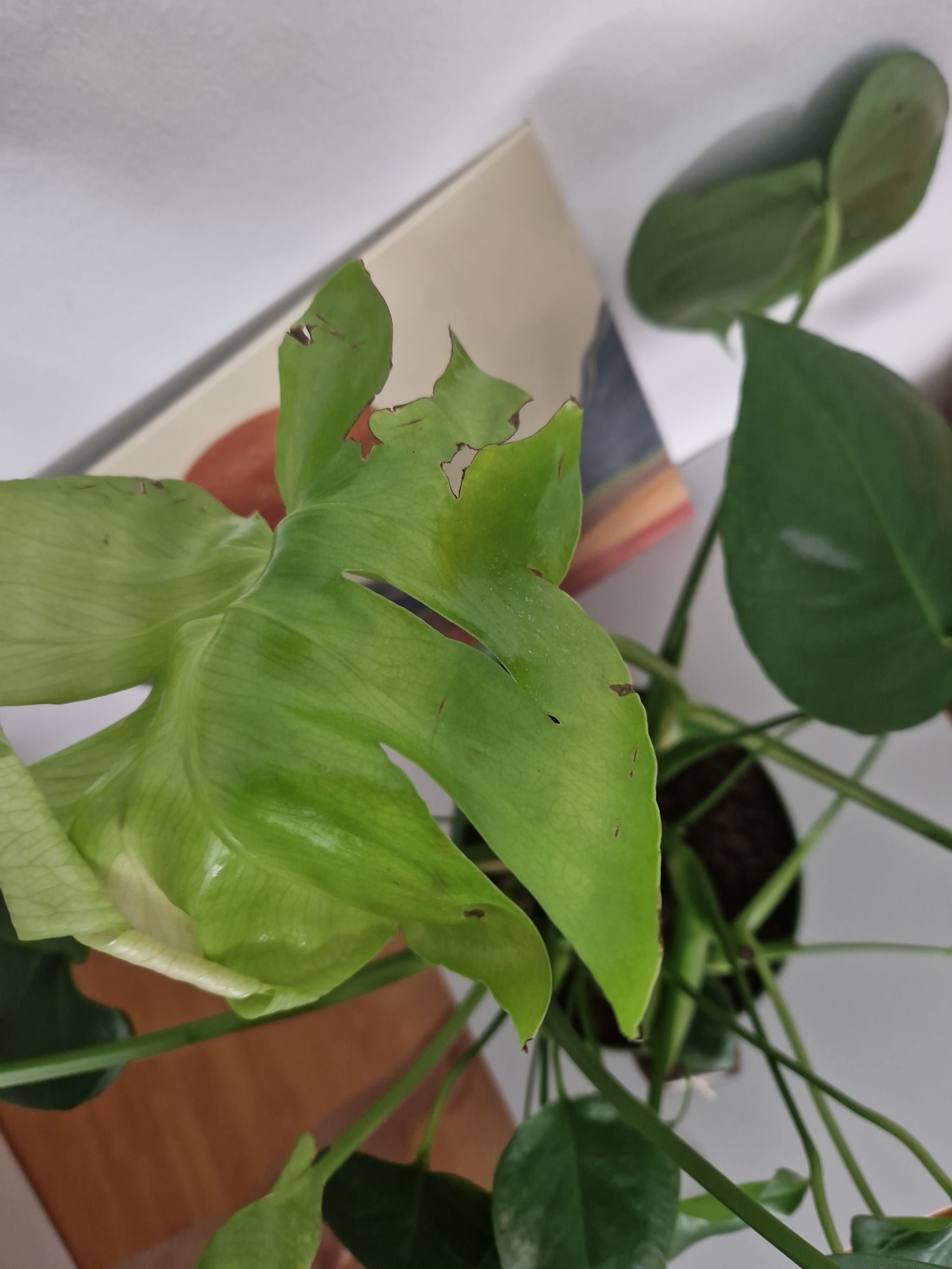 Brown Spots On Monstera Pinnatipartita 'siam' Leaves