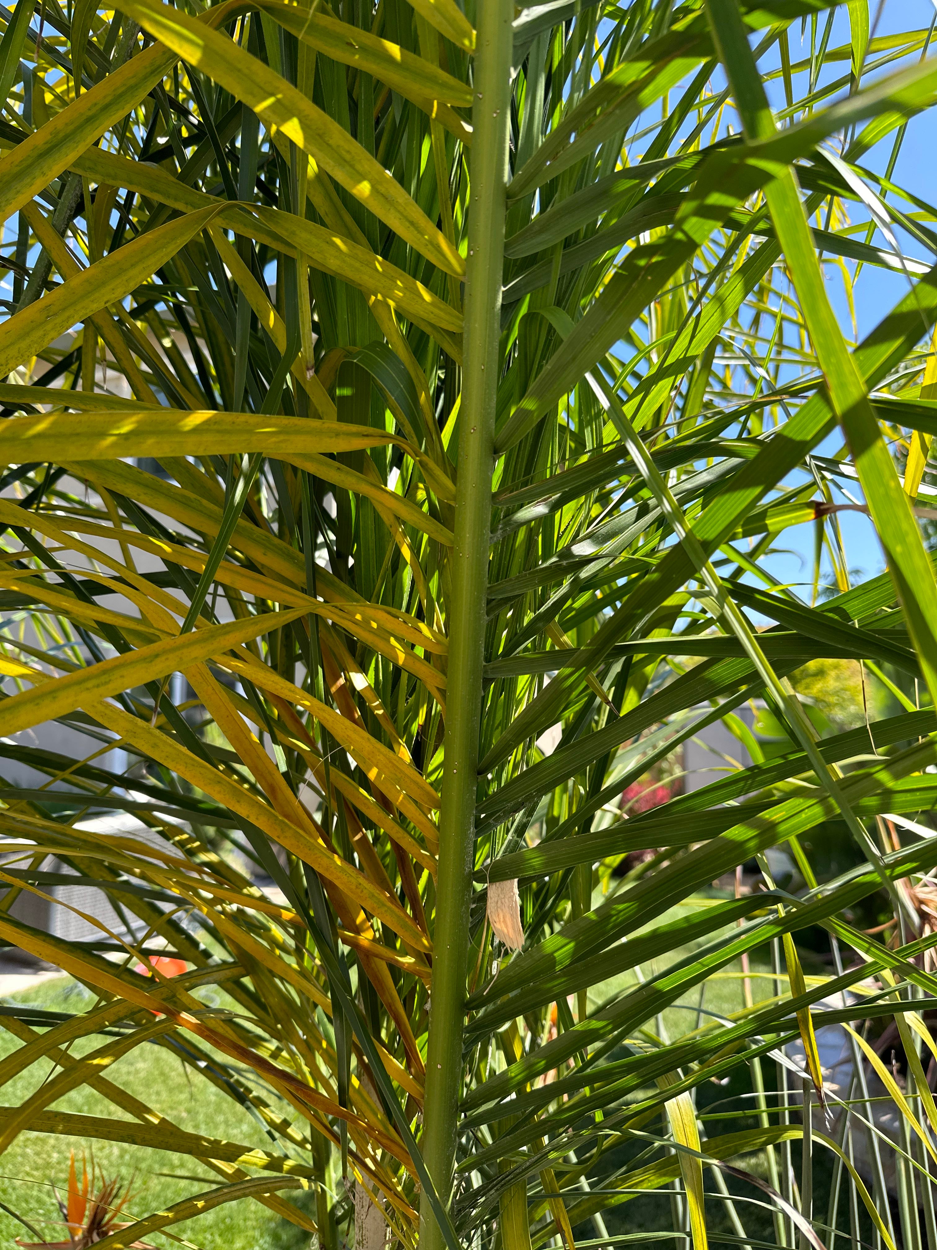 Keep Your Queen Palm Alive: Light, Water & Care Instructions