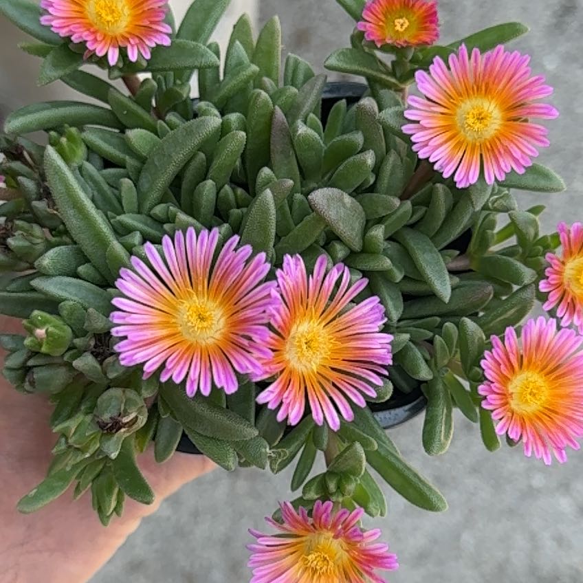 Propagating Chilean Sea Fig: The Ultimate Guide