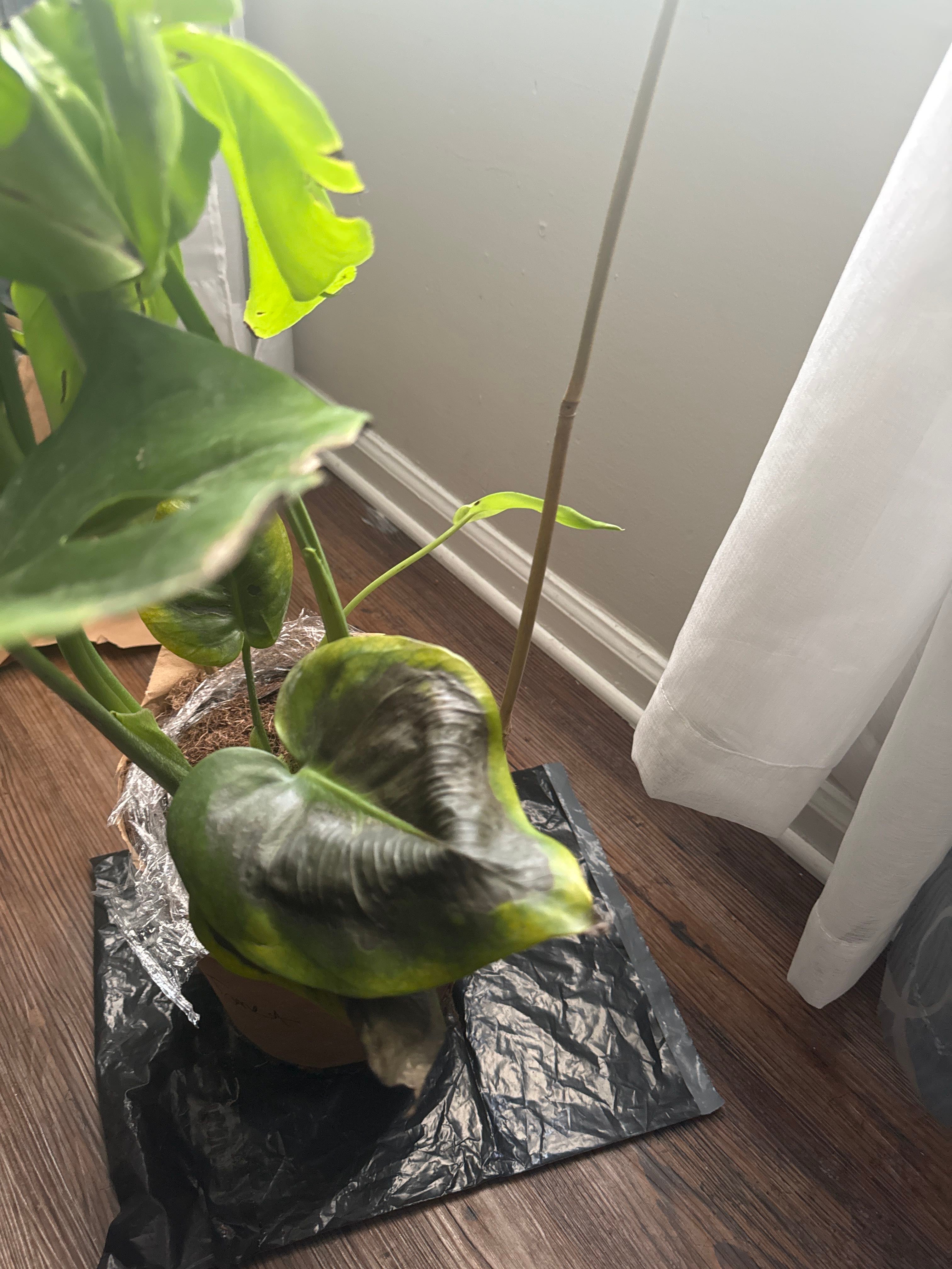 Brown Spots On Monstera Pinnatipartita 'siam' Leaves