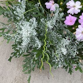 The Complete Dusty Miller Plant Care Guide: Water, Light & Beyond