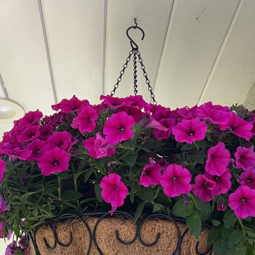 🌡 What Is A Good Temperature Range For My Petunia?