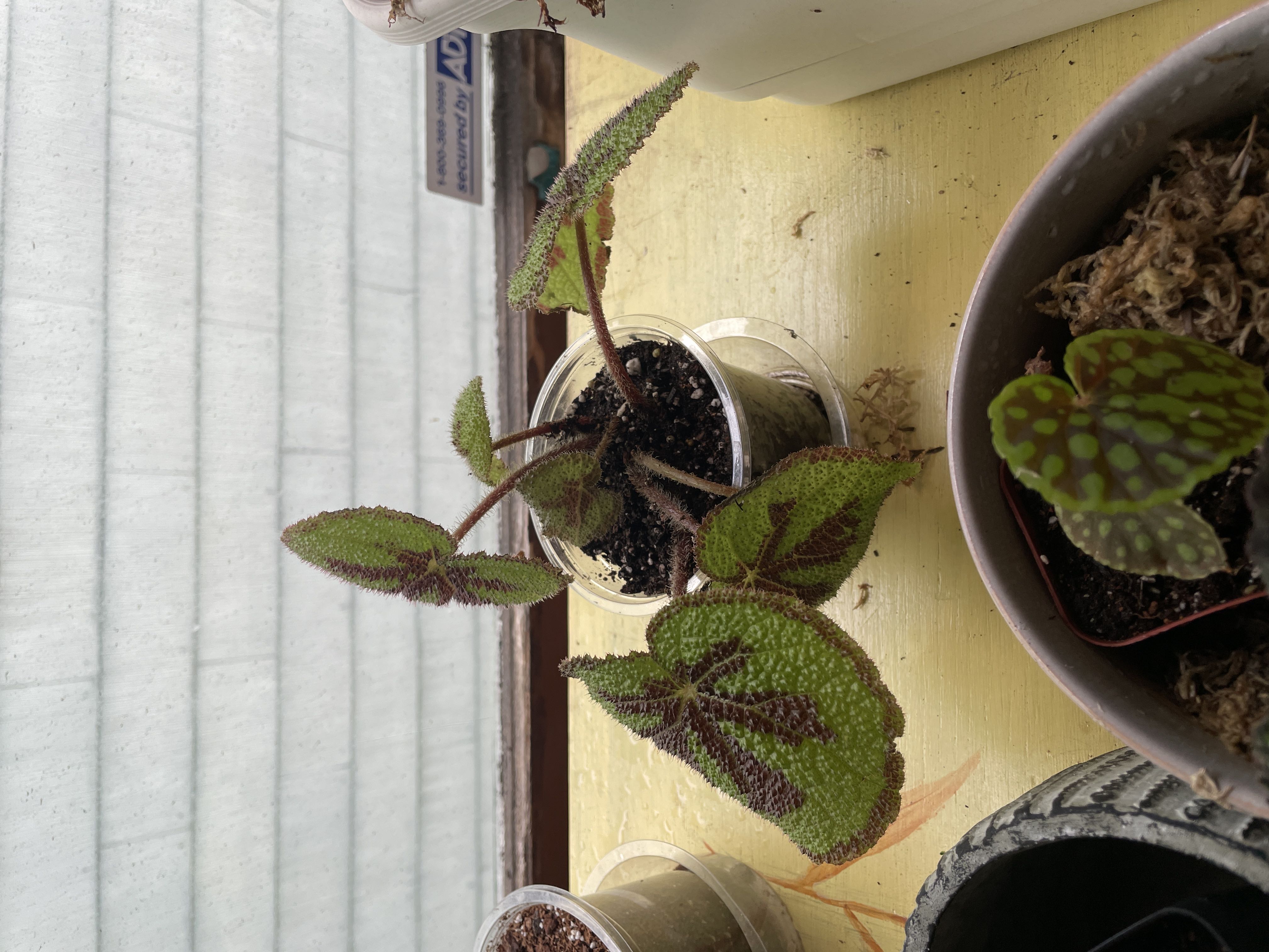 Fuchsia Begonia 'Rose': How Much Water & Light Does it Need to Thrive?