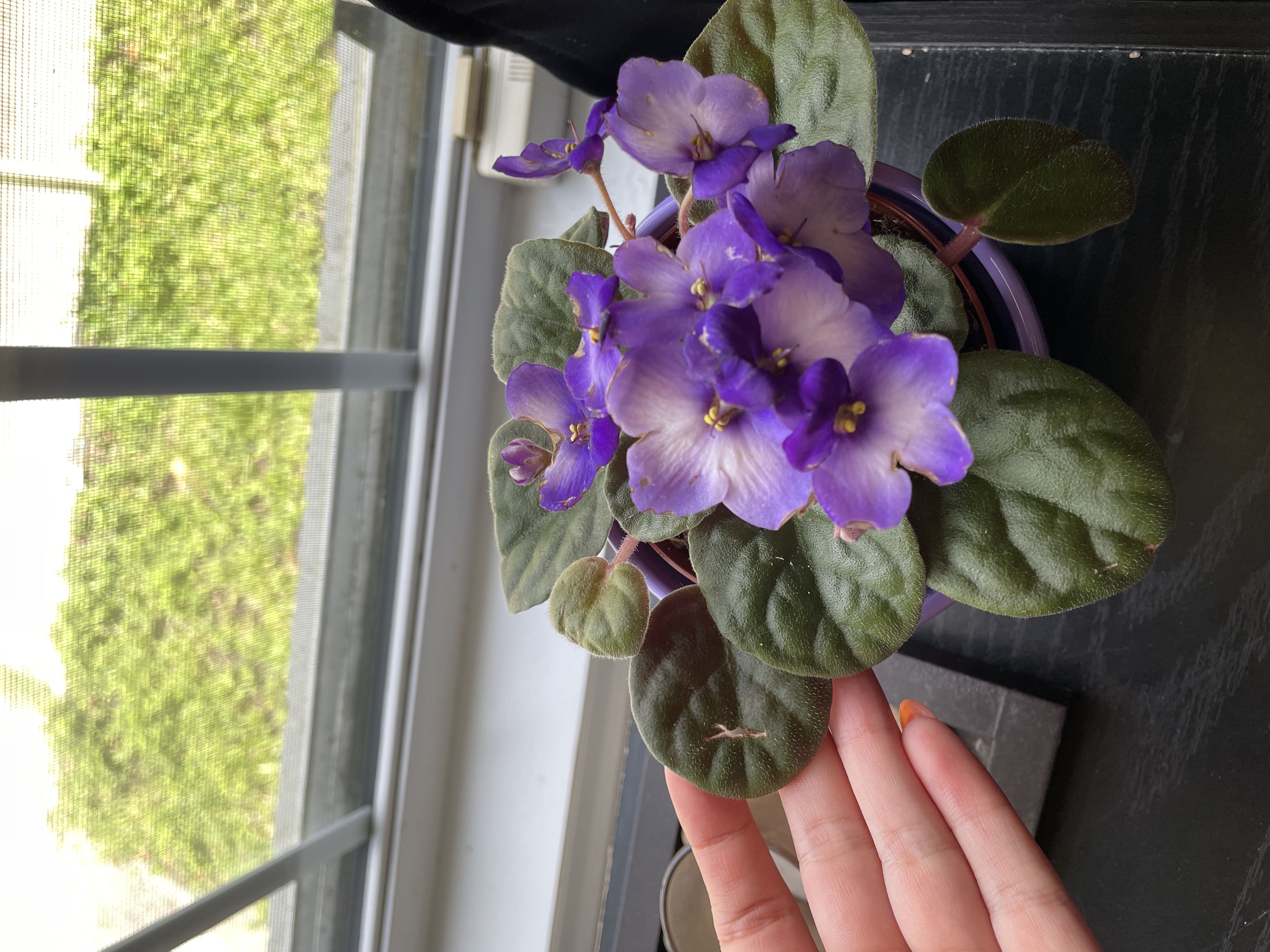 Trailing African Violet Plant Care: Water, Light, Nutrients | Greg App 🌱