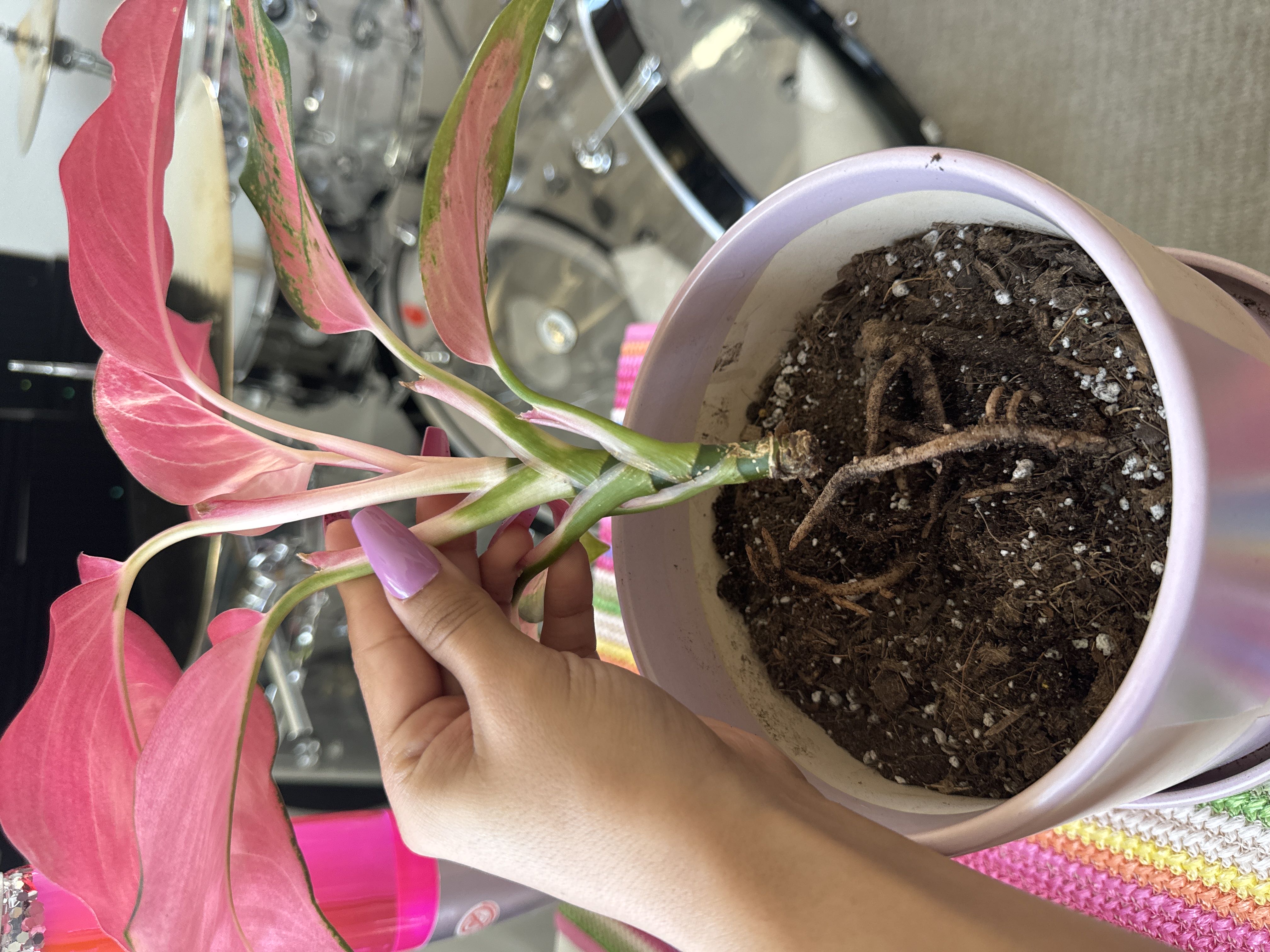 HELP! why my plant snap clean off its roots?