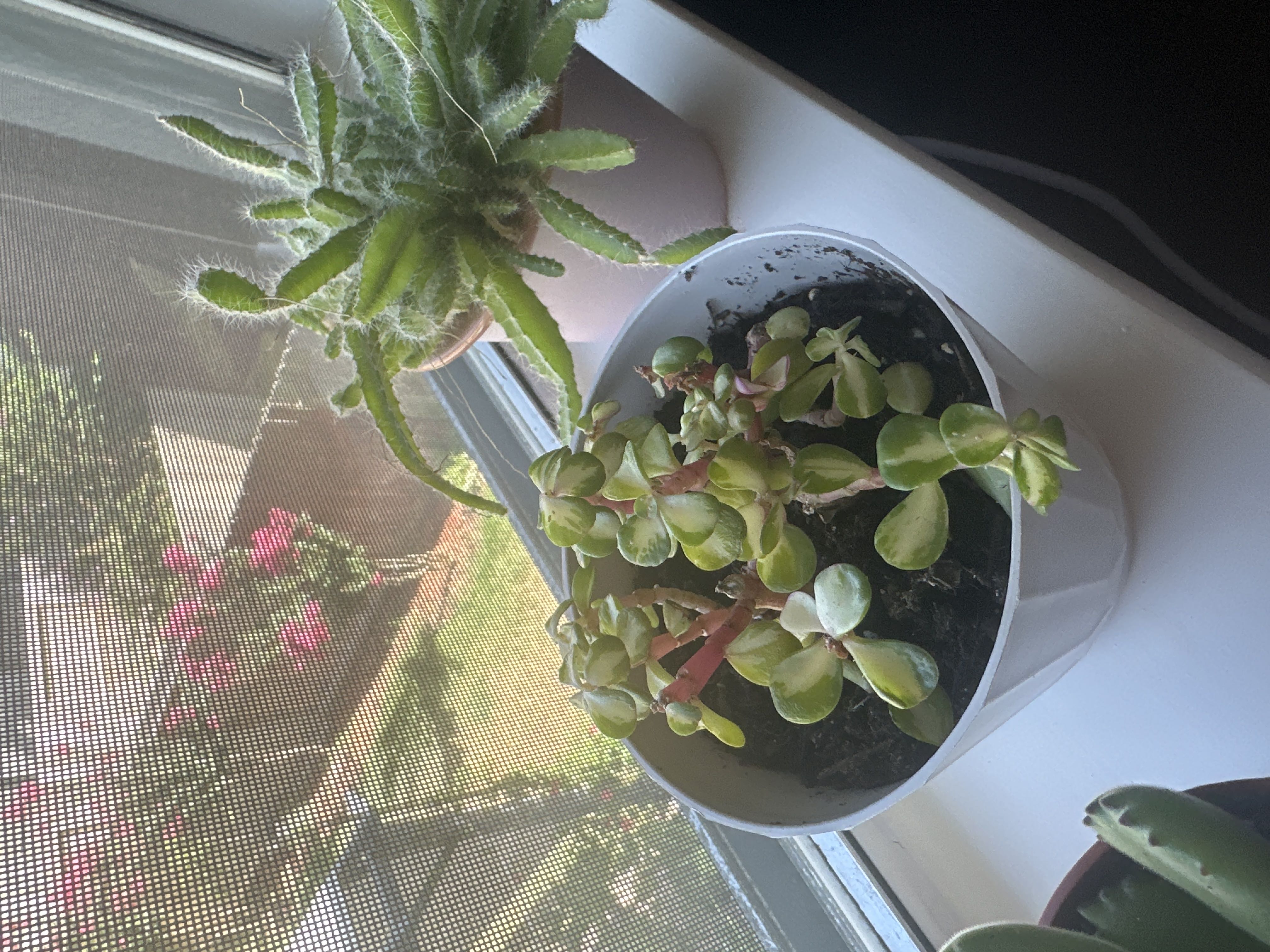 The Complete Portulacaria afra 'Manny' Plant Care Guide: Water, Light ...